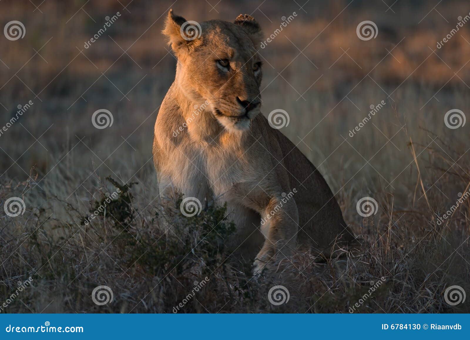 African Lionness stock photo. Image of savanna, mammals - 6784130