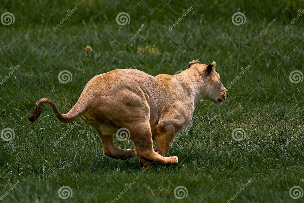 African Lionness stock photo. Image of lion, south, endangered - 6797350