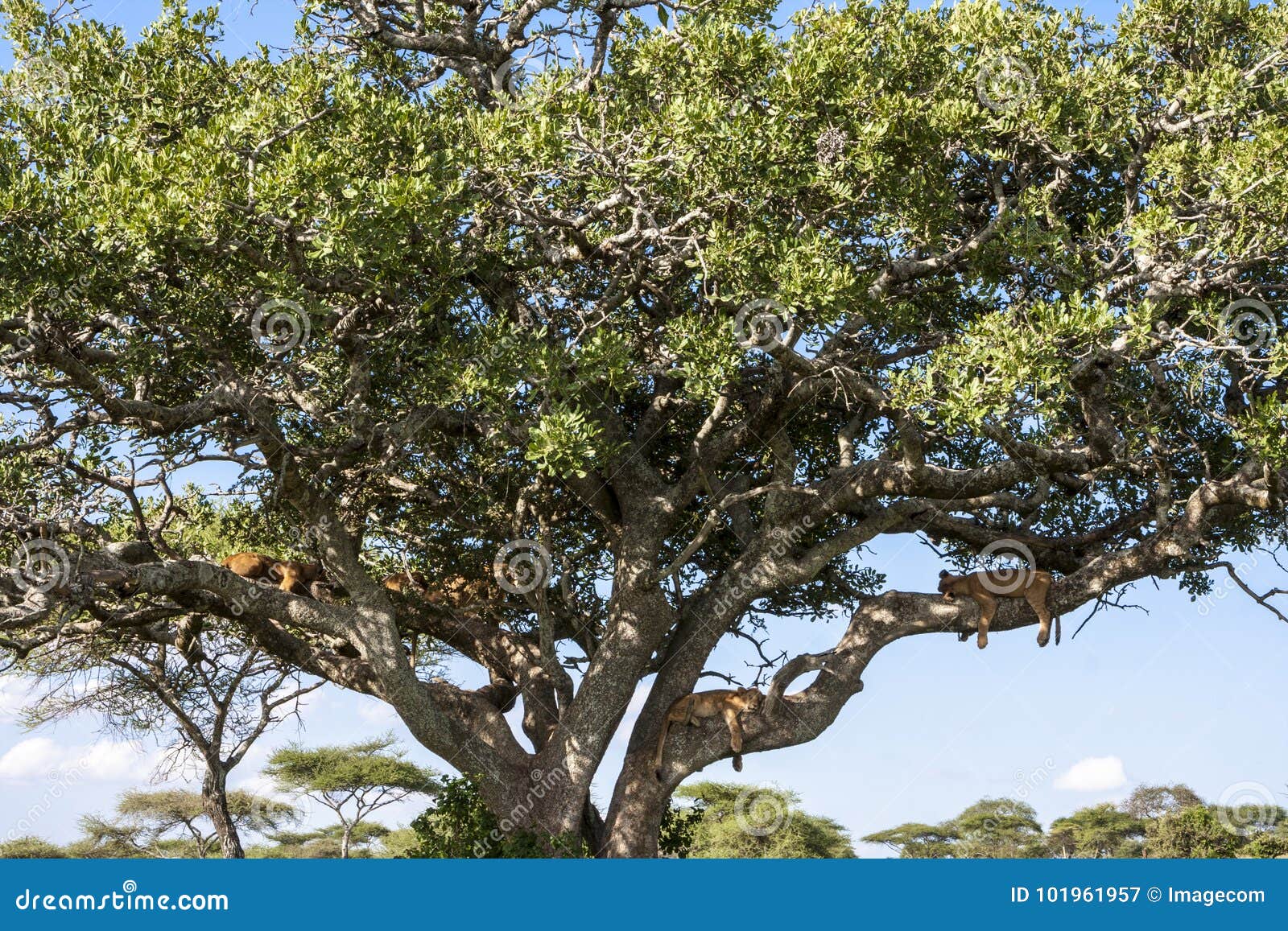 Lion On Tree Stock Photo | CartoonDealer.com #52568904