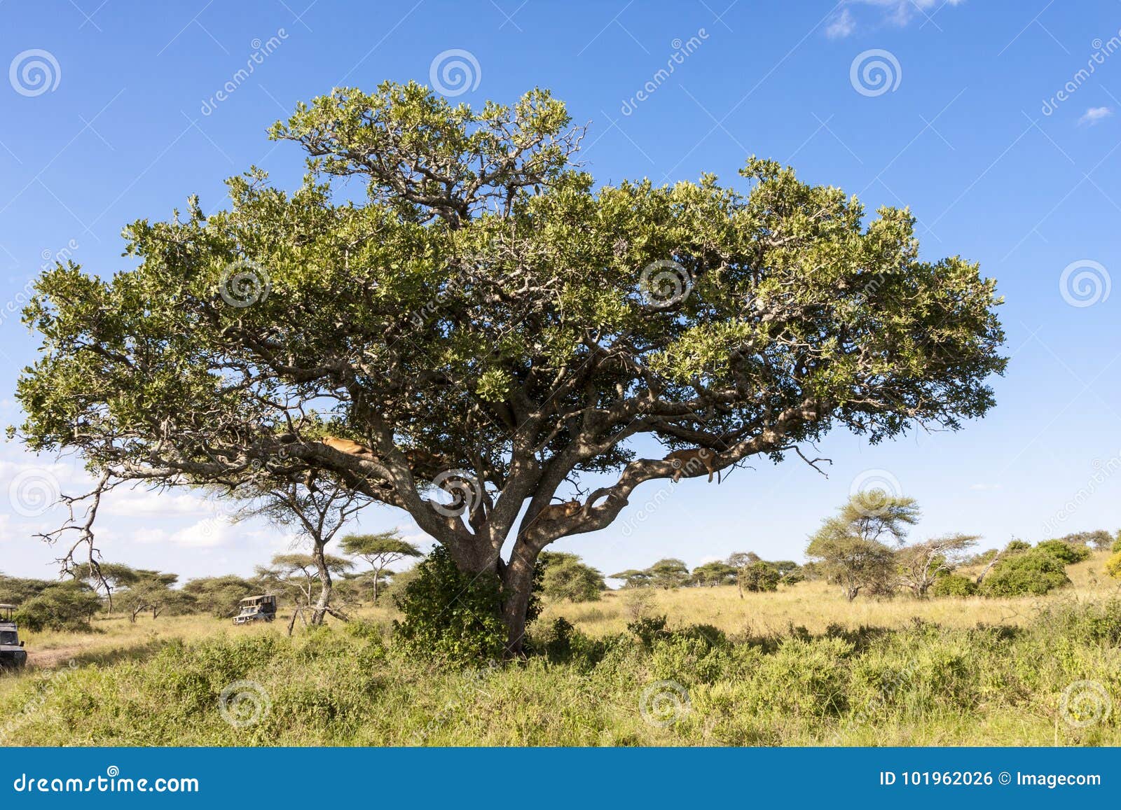 Lion Tree stock photo. Image of east, portrait, hunter - 101962026