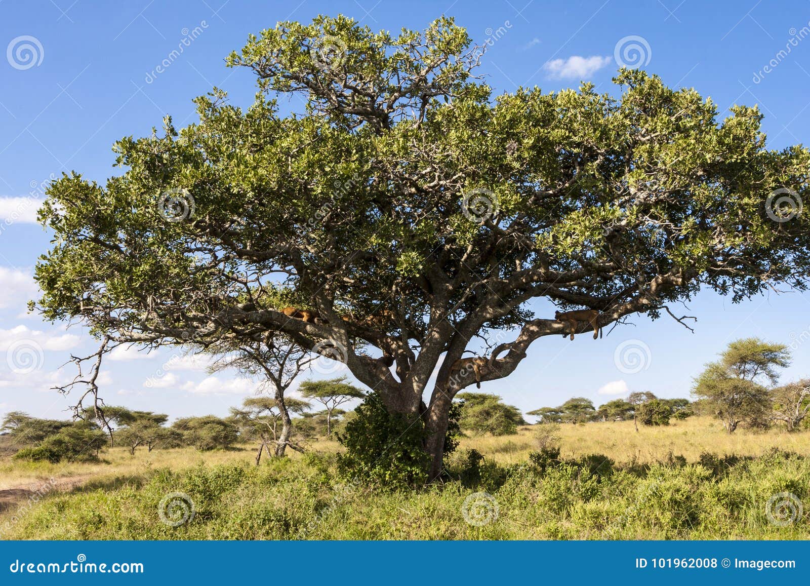 Lion On Tree Stock Photo | CartoonDealer.com #52568904