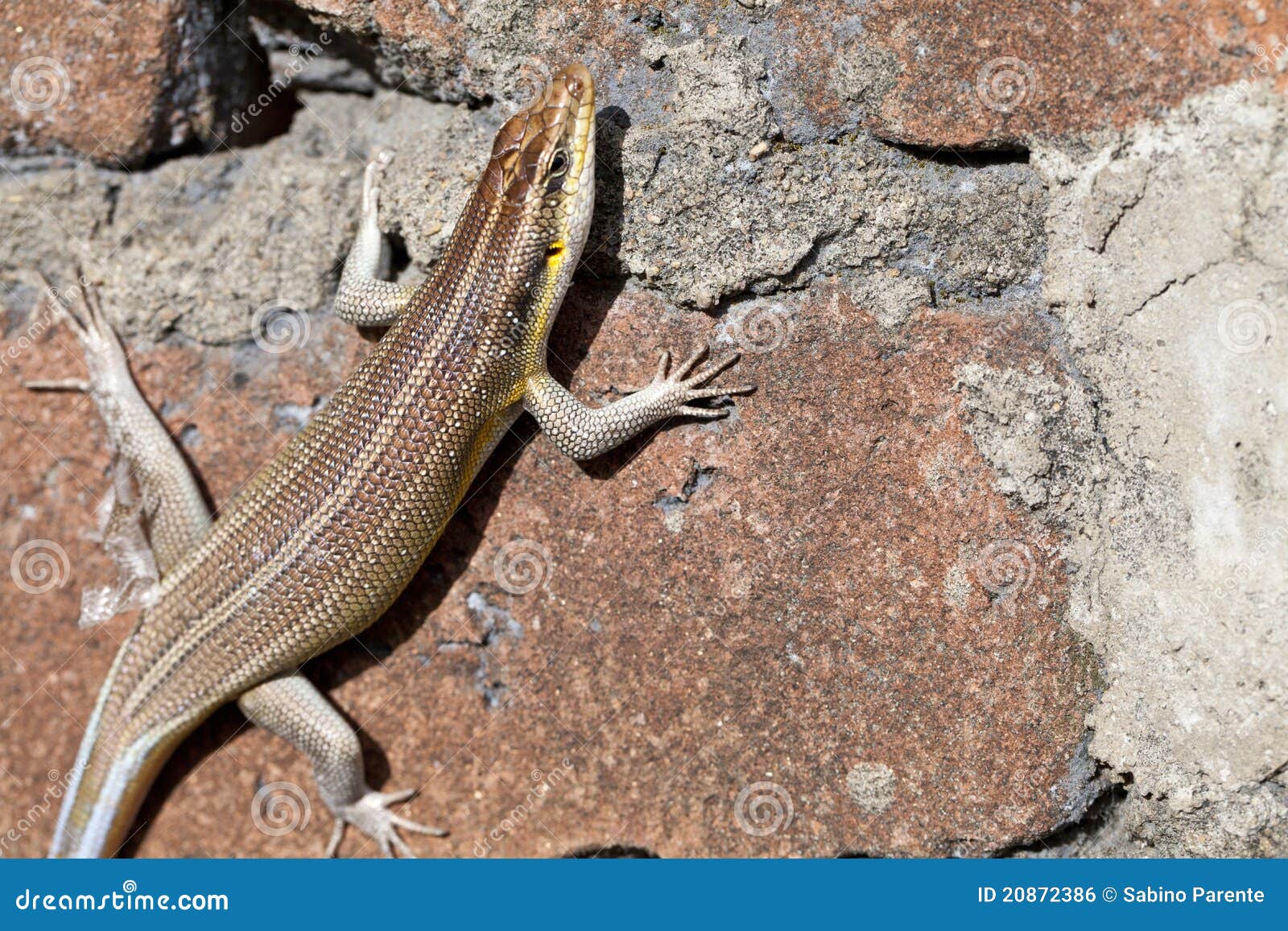African lizard stock photo. Image of reptile, nature - 20872386
