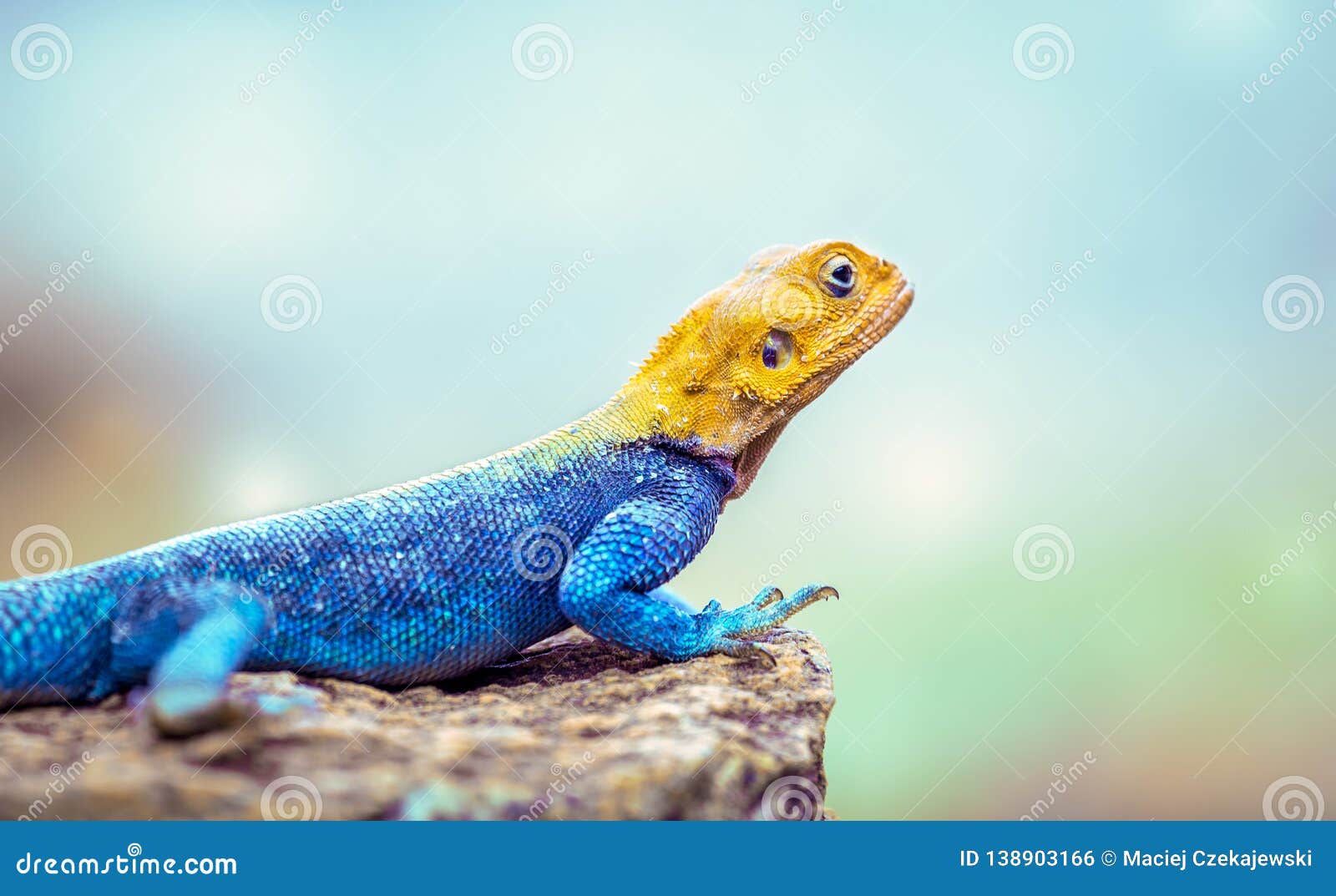 African lizard in Kenya stock photo. Image of kenya - 138903166