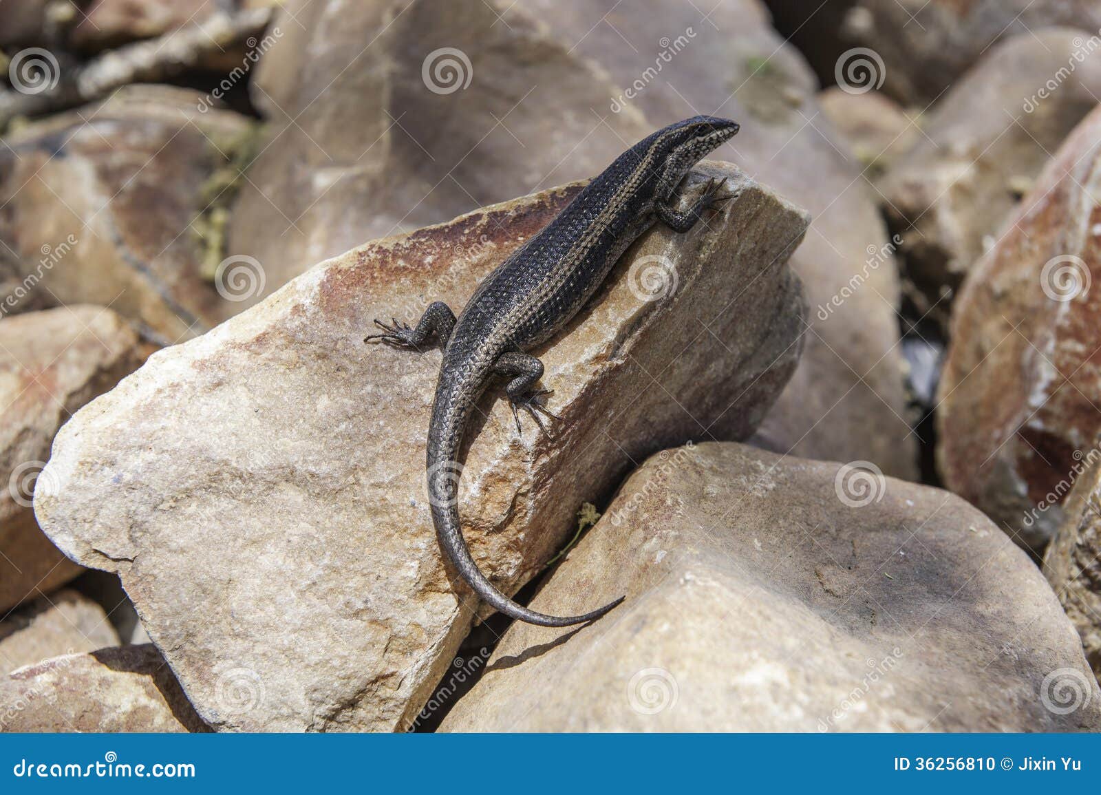 African lizard stock photo. Image of african, creature - 36256810