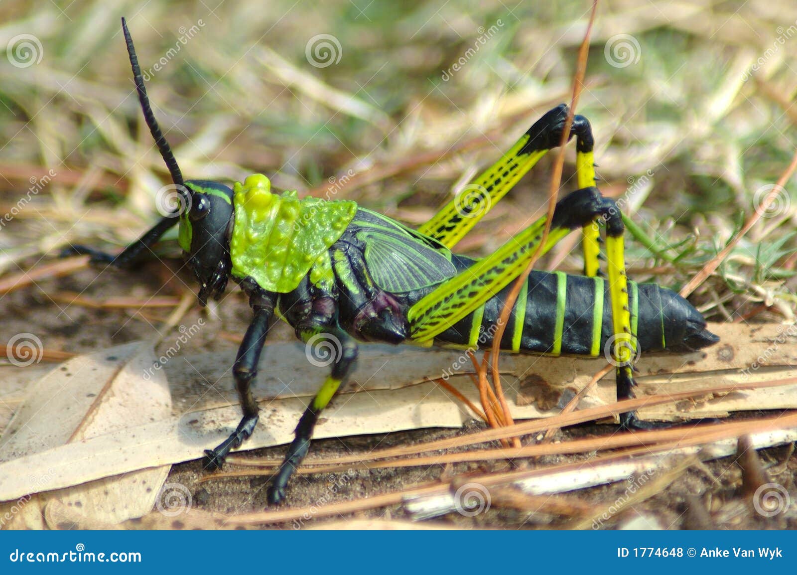 African locust stock photo. Image of africa, grasshopper - 1774648