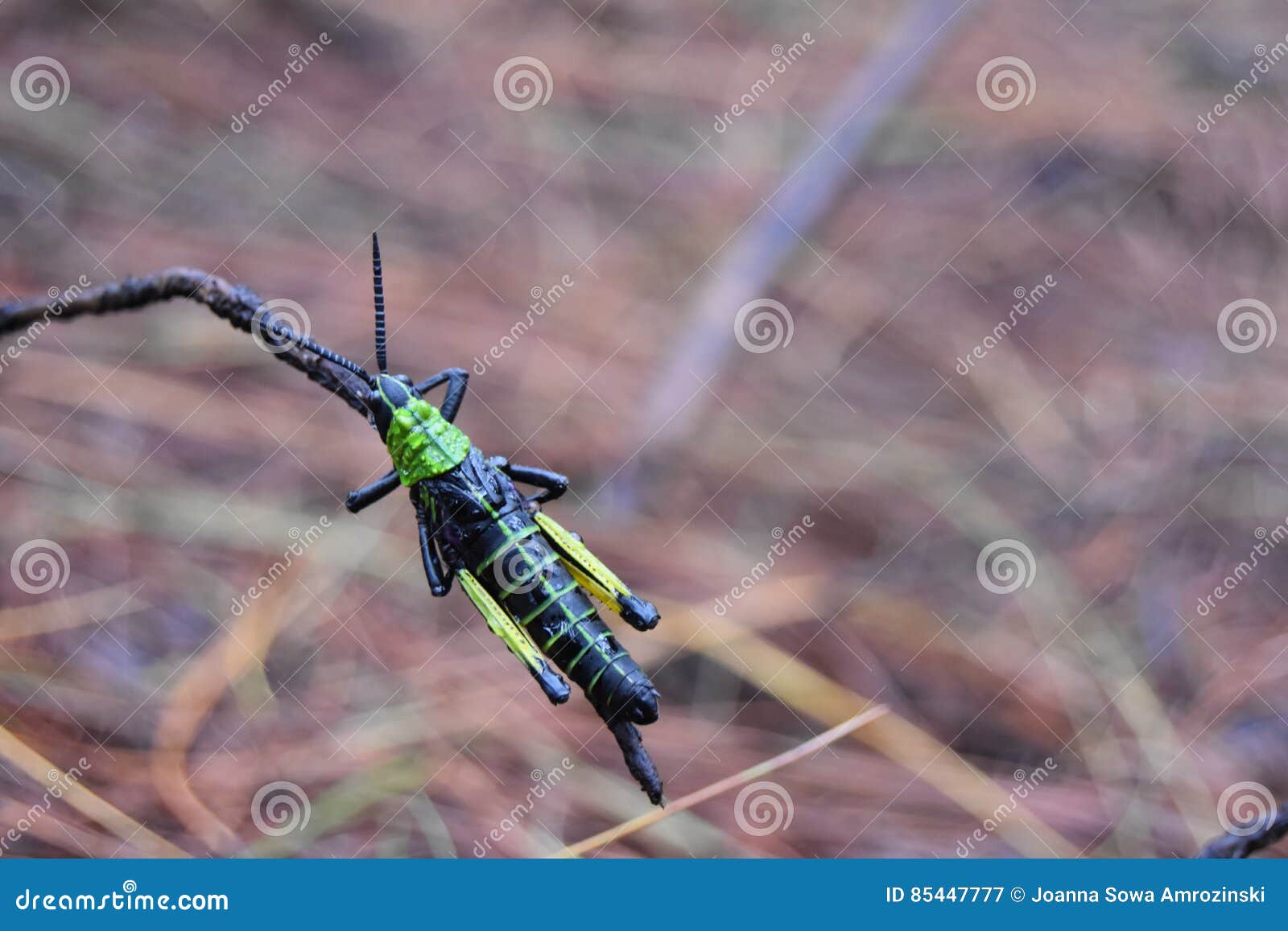 African Locust Macro Portrait Colours Stock Image - Image of arthropod ...