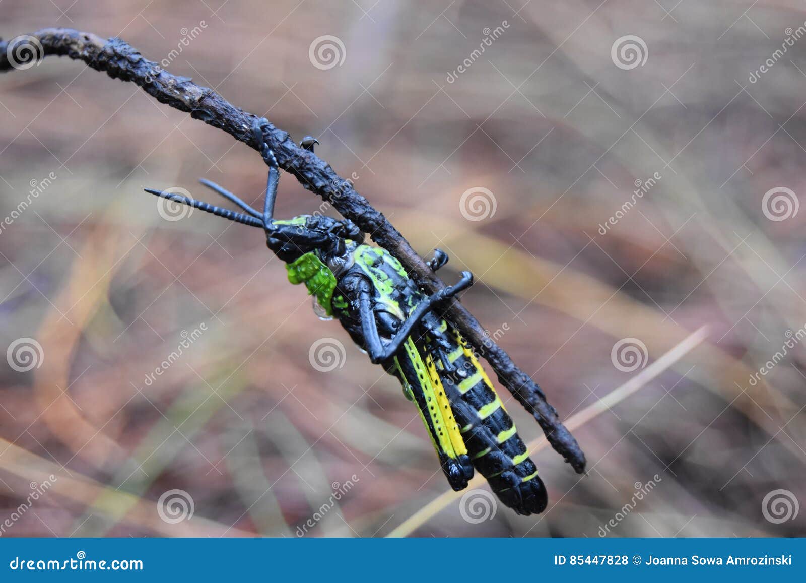 African Locust Macro Portrait Colours Stock Photo - Image of filip ...