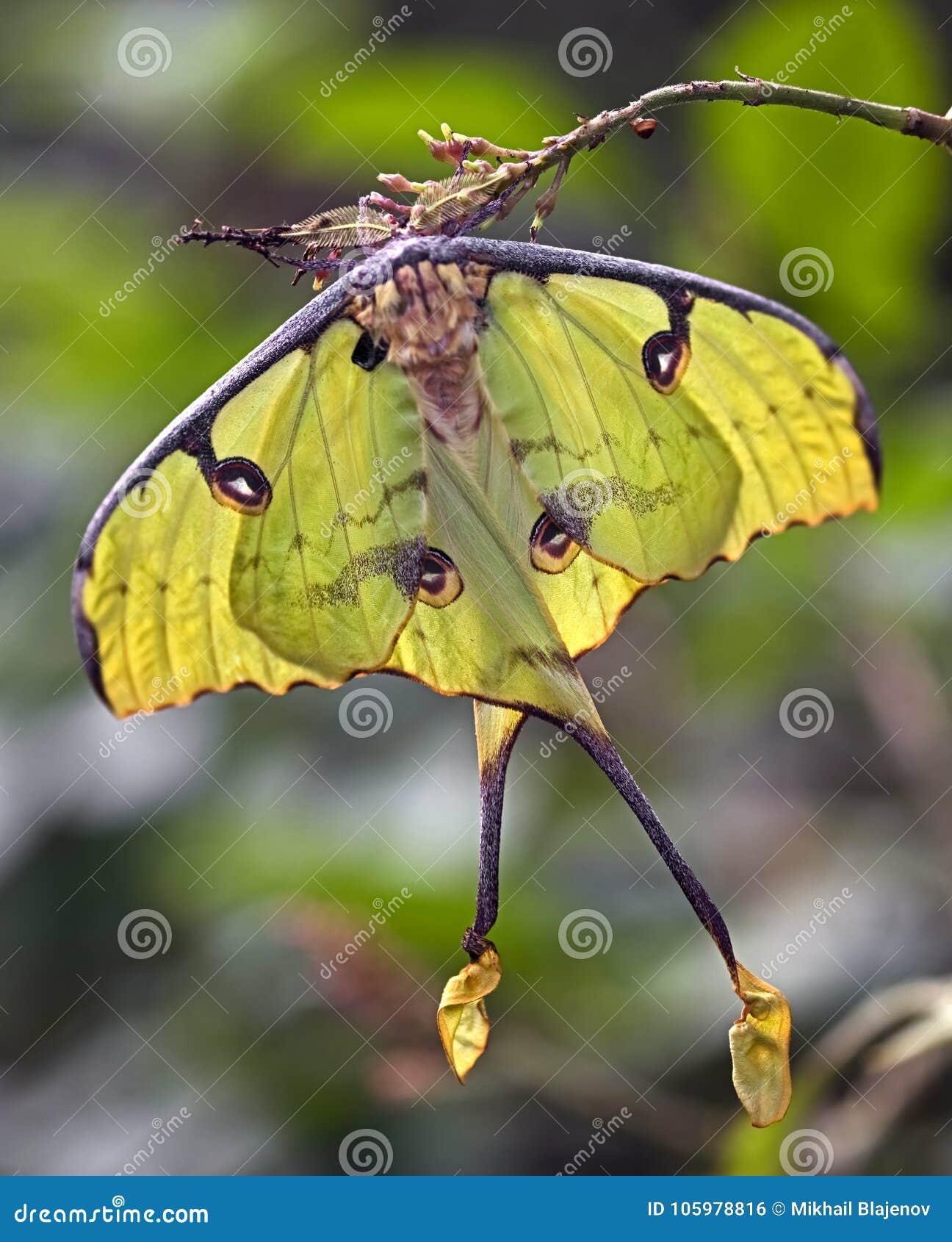African lunar moth 1 stock photo. Image of color, graceful - 105978816