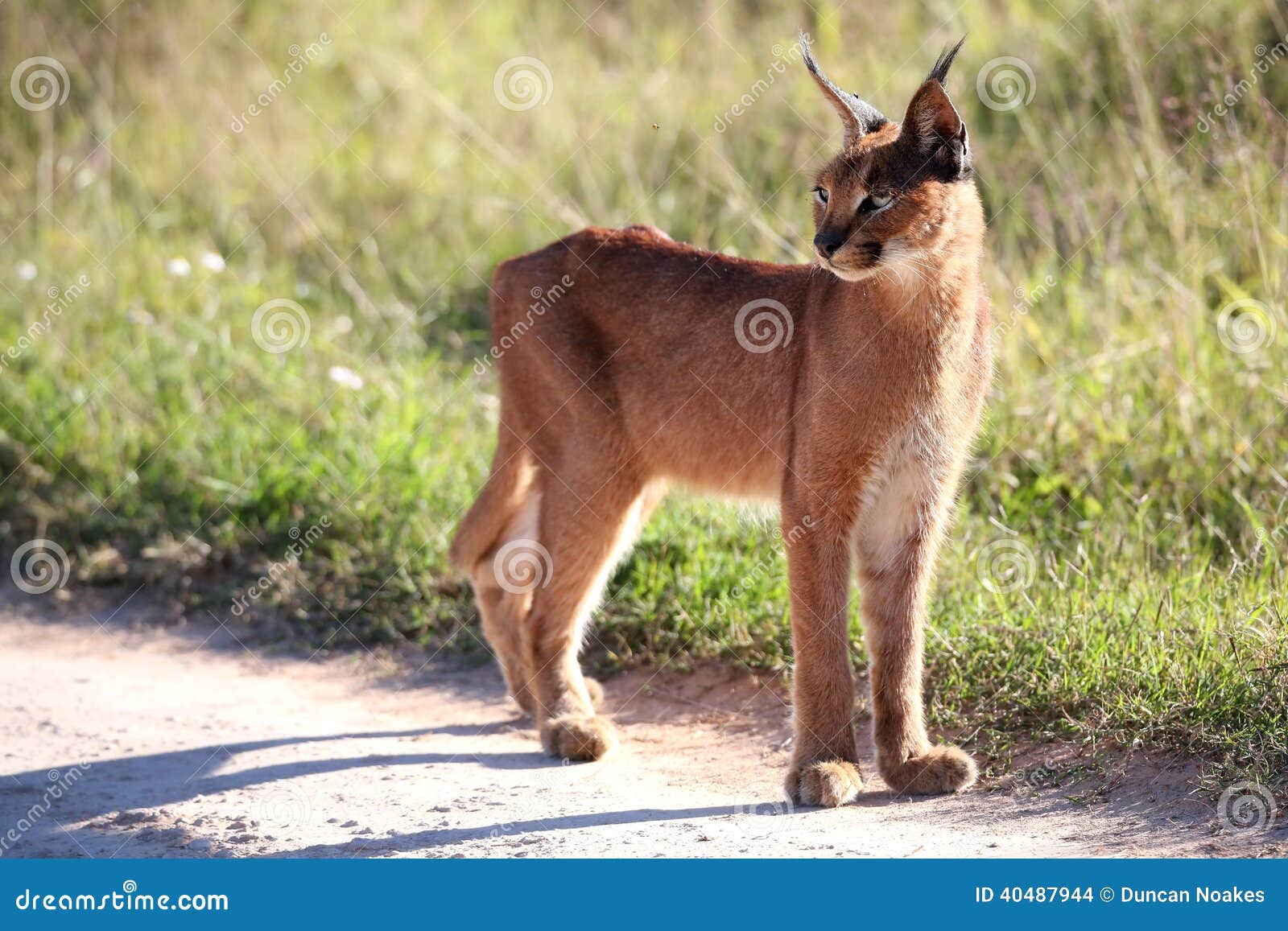 African Caracal Linx In Namibia Royalty-Free Stock Photography ...