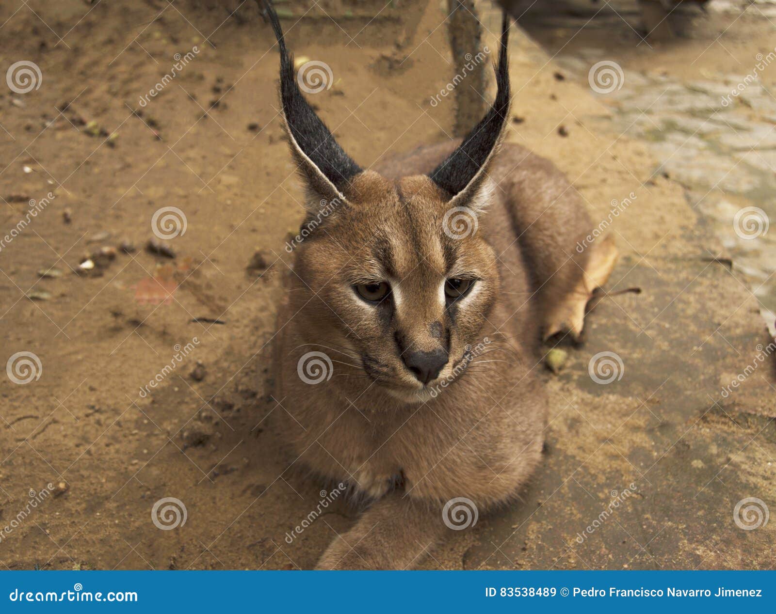 African Lynx Kittens