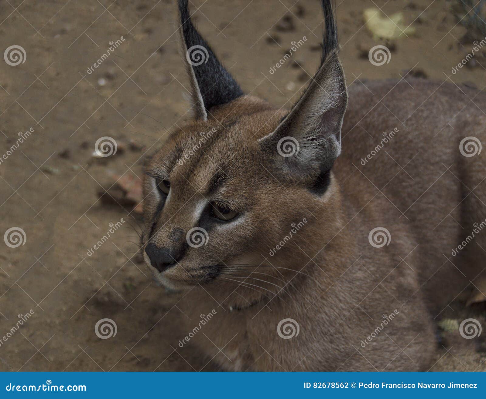 African lynx stock photo. Image of lynx, african, animals - 82678562