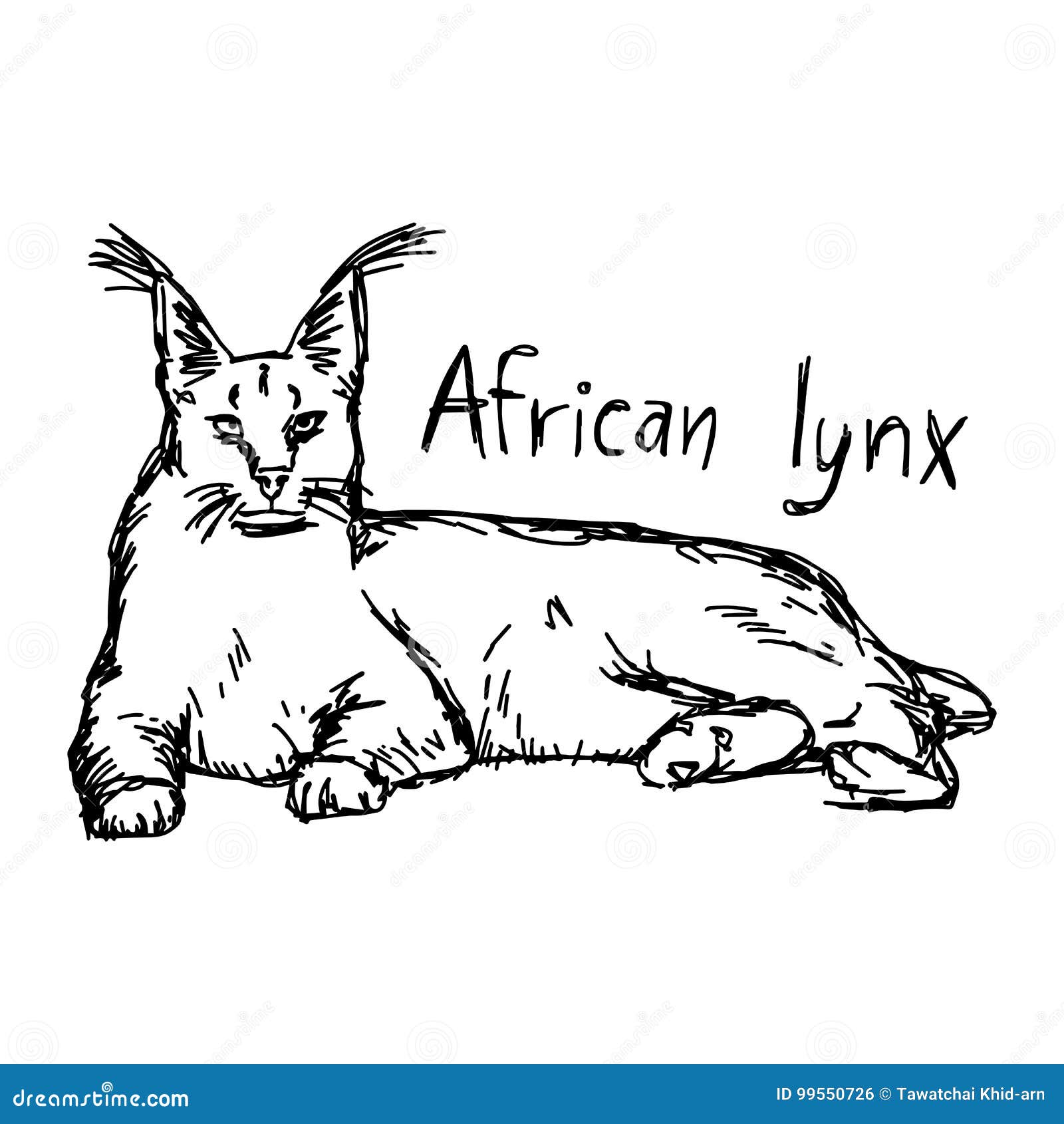 African Lynx - Vector Illustration Sketch Hand Drawn With Black Stock ... African Lynx - Vector Illustration Sketch Hand Drawn With Black Stock ...