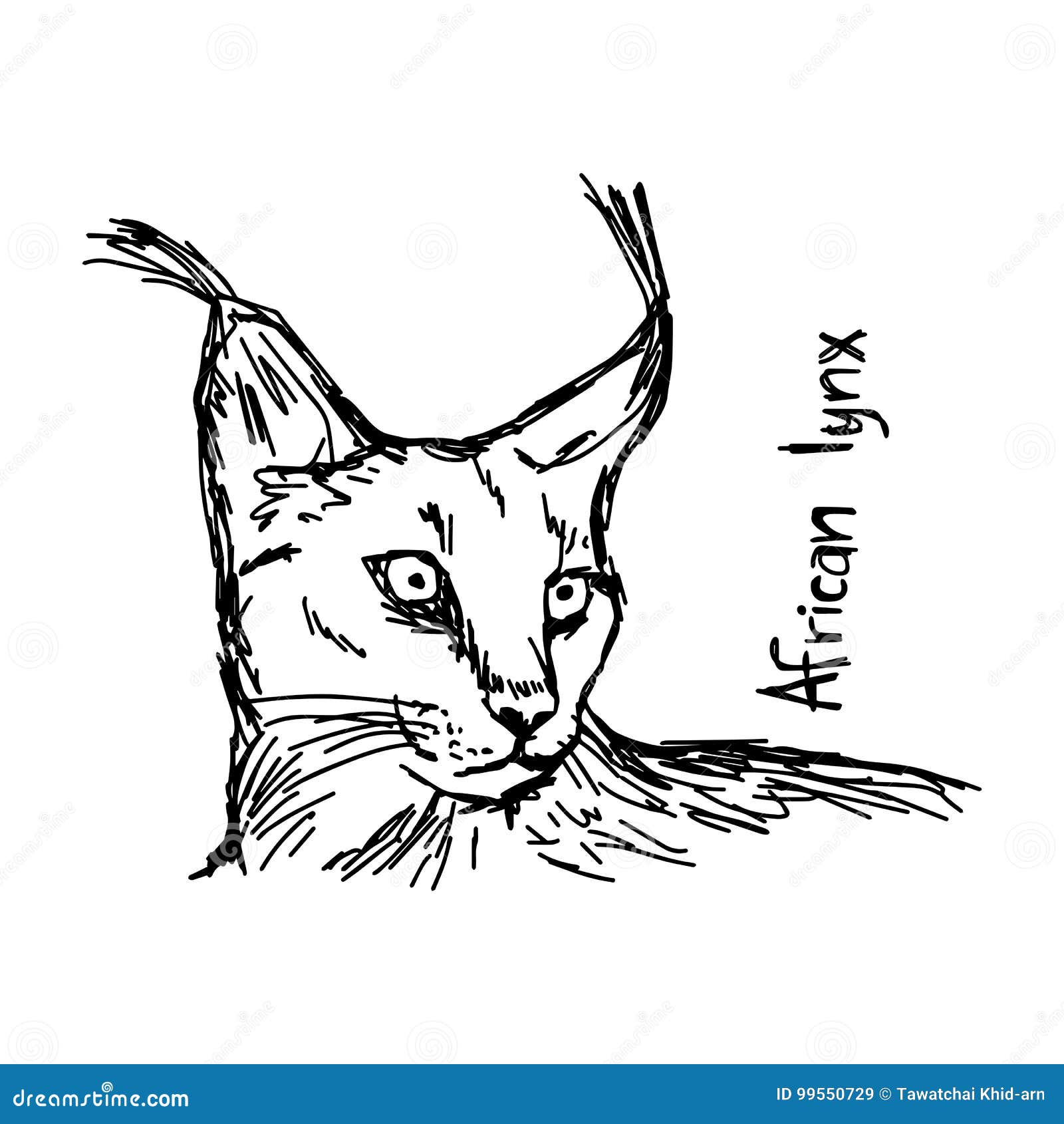 African Lynx - Vector Illustration Sketch Hand Drawn with Black Stock ... African Lynx - Vector Illustration Sketch Hand Drawn with Black Stock ...