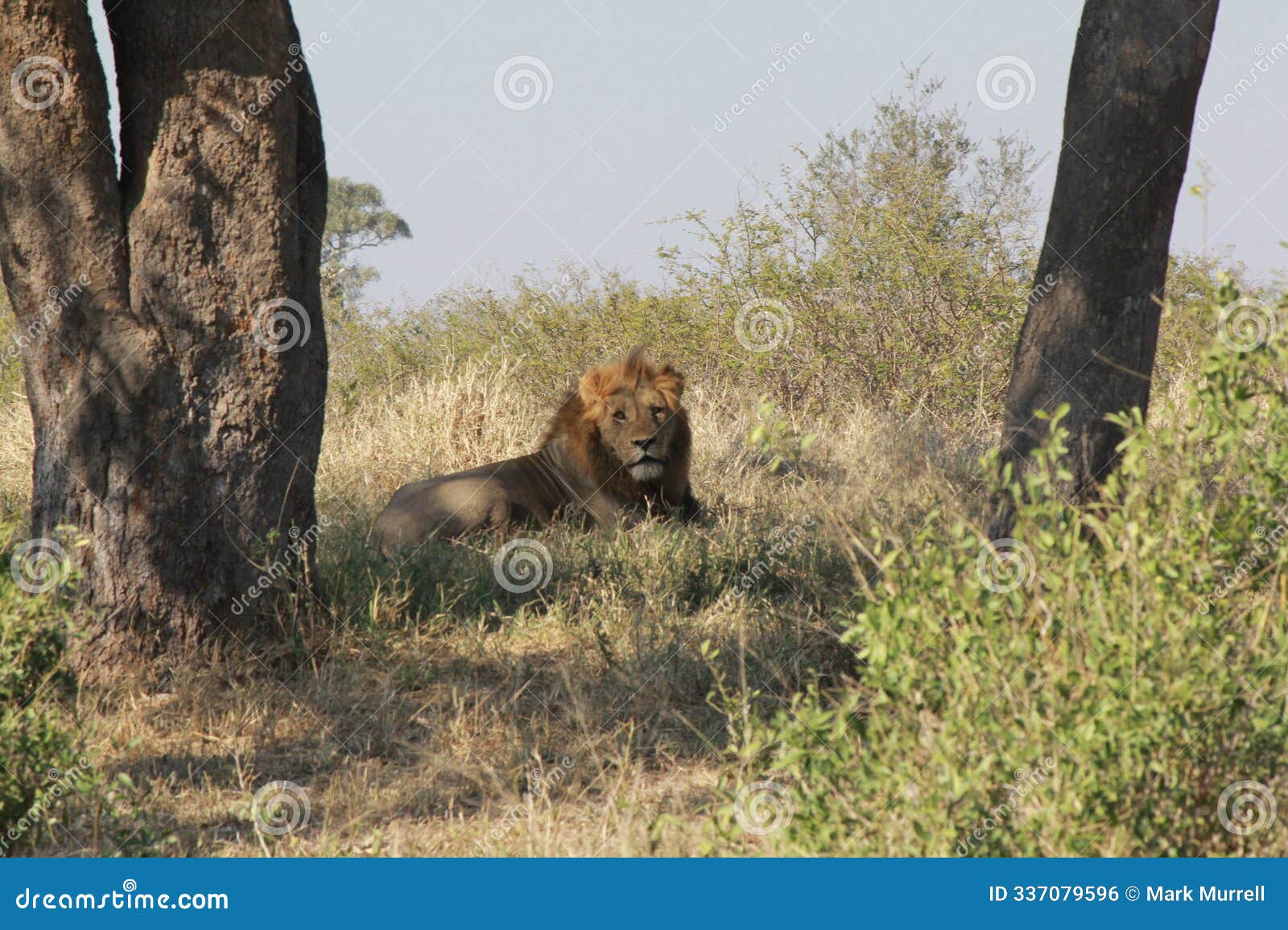 African lion under tree stock photo. Image of shade - 337079596