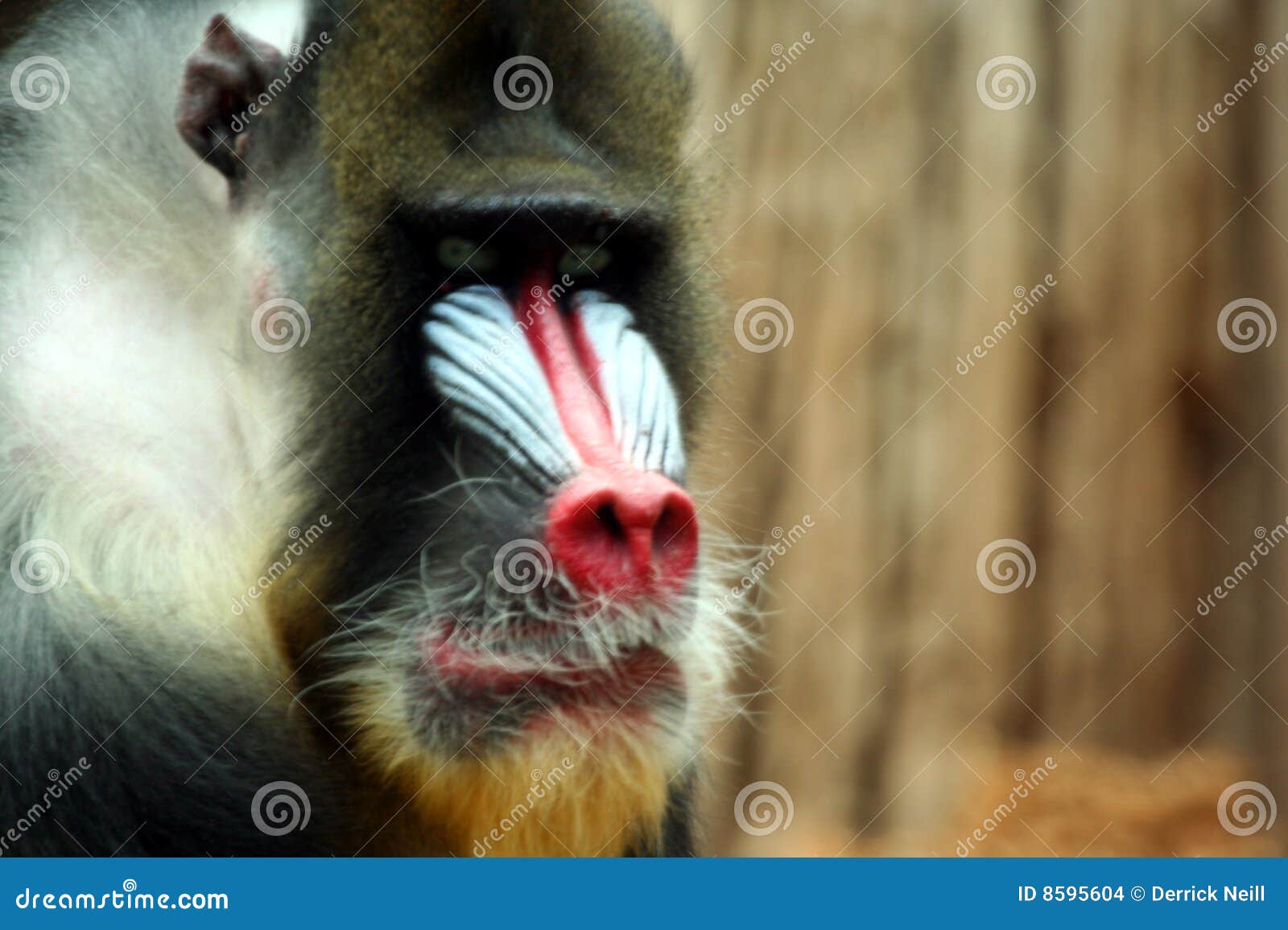 Baboon Colored Face Stock Photos - Free & Royalty-Free Stock Photos ...