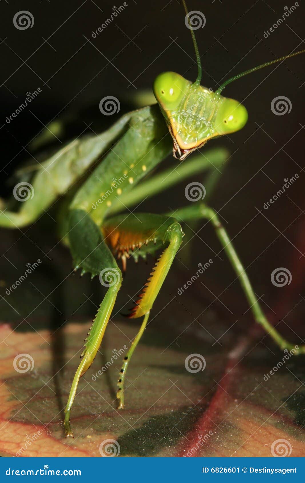 An African Mantis (Sphodromantis Lineola) Stock Image - Image of mantis ...