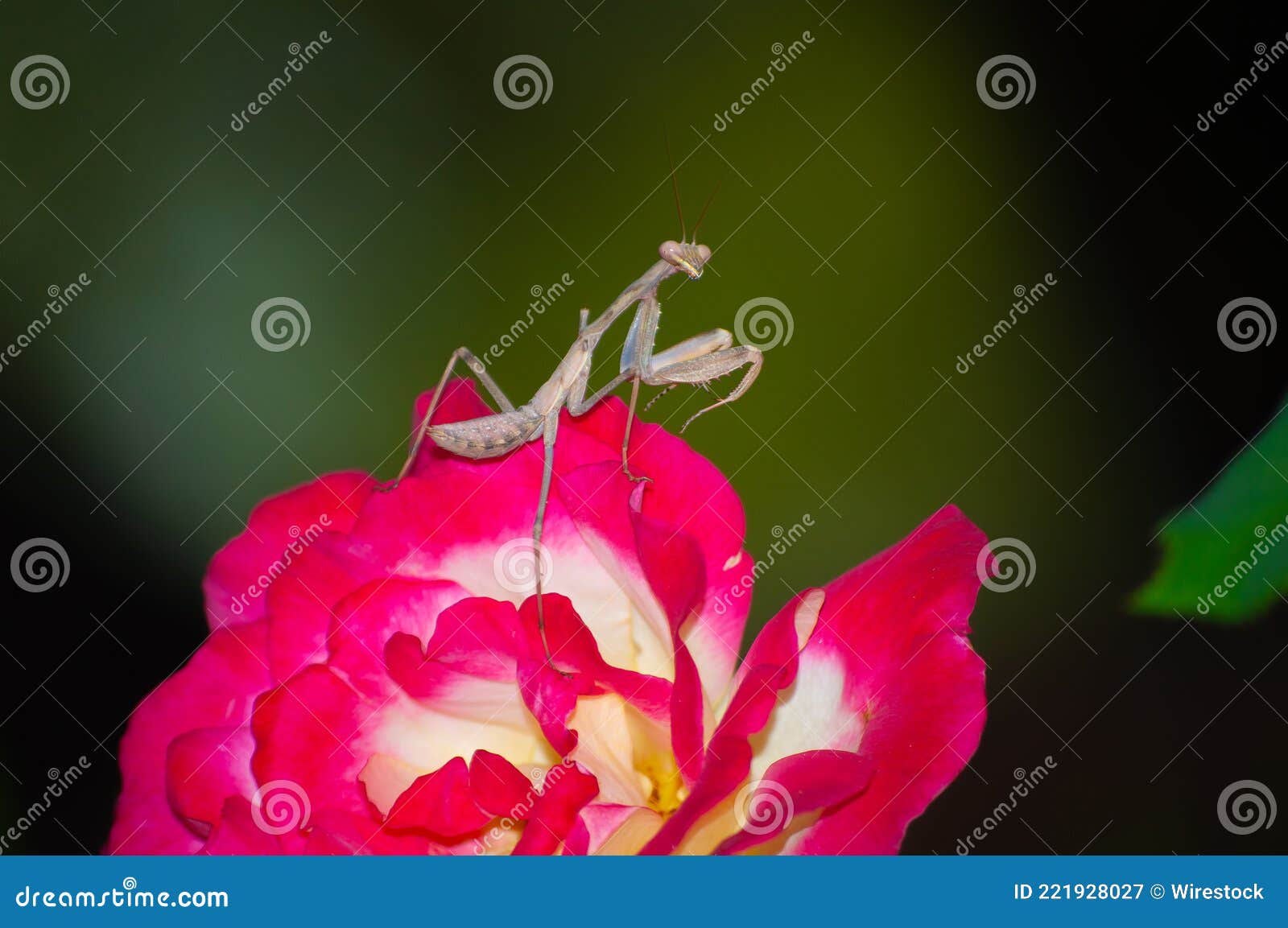 African mantis over a rose stock image. Image of predator - 221928027