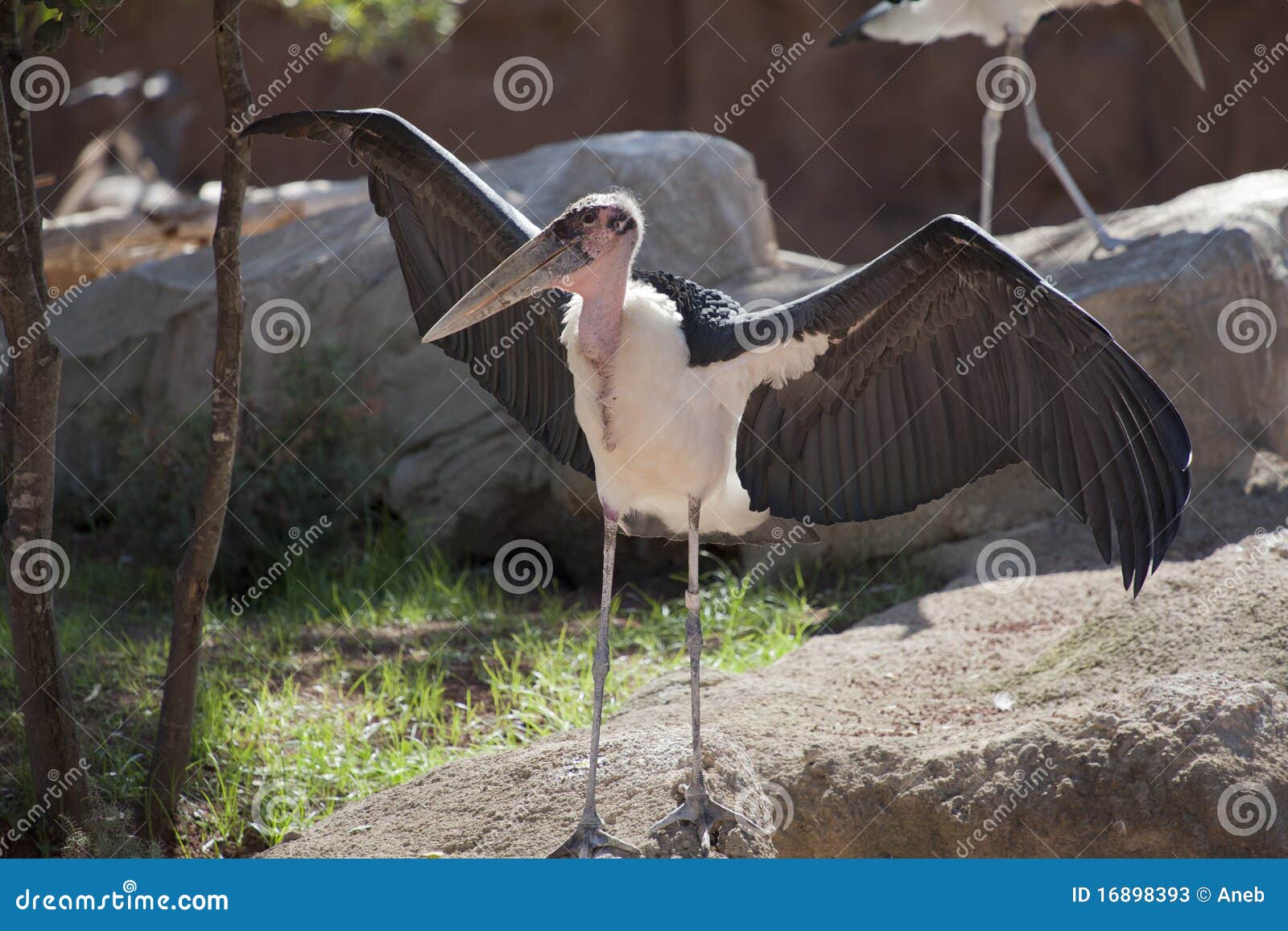 African marabou stock image. Image of vegetation, feathers - 16898393
