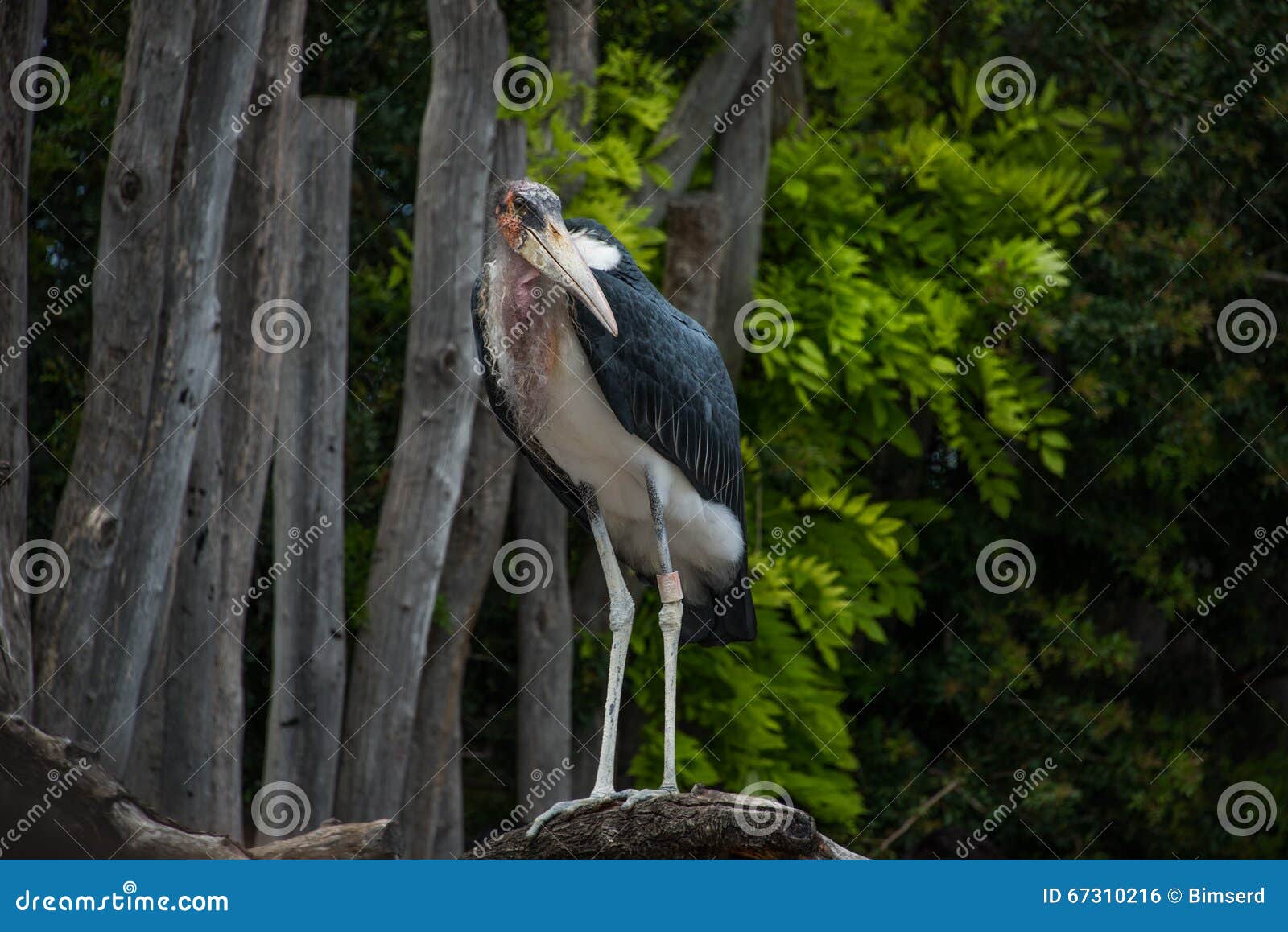 African marabou. stock photo. Image of tree, africa, bald - 67310216