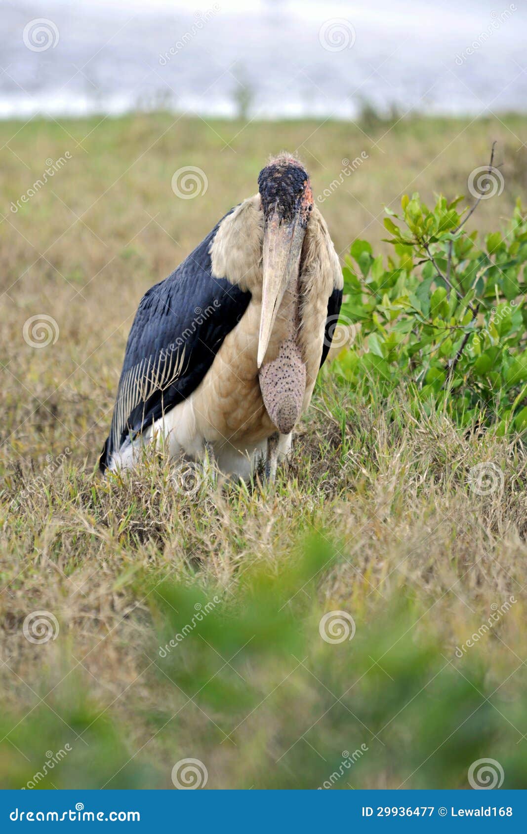Marabou stock image. Image of wilderness, prairie, africa - 29936477
