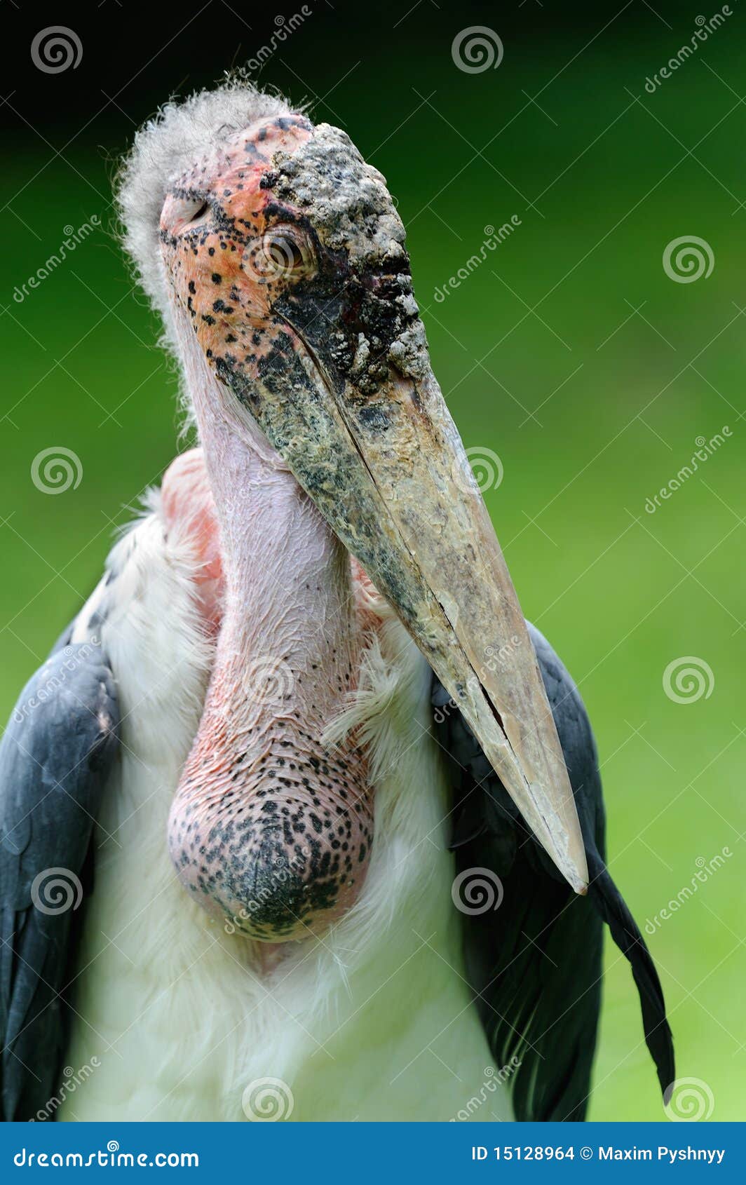 African Marabou Stork - (Leptoptilos Crumeniferus) Stock Photo - Image ...