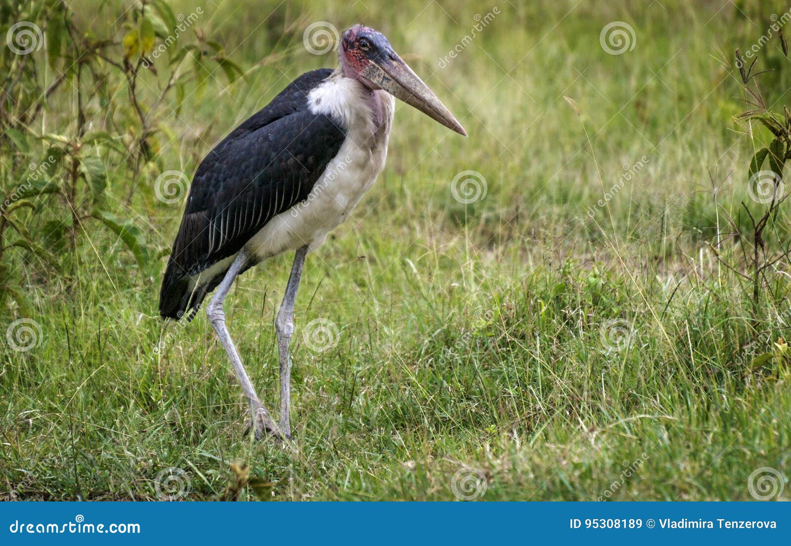 African Marabou Walks in the Grass Stock Image - Image of tropical ...