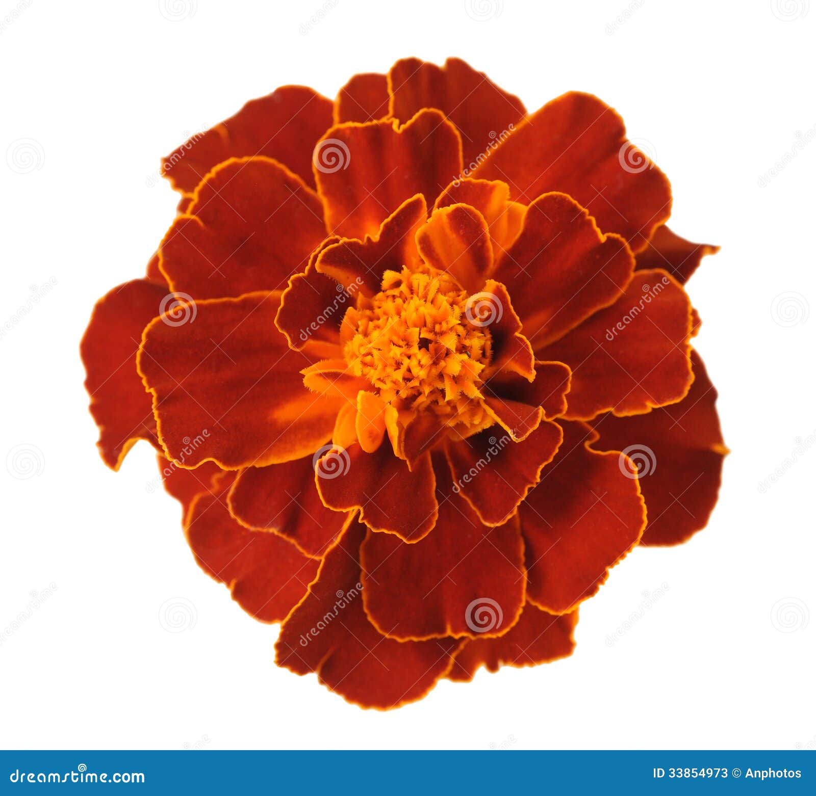 African Marigold stock image. Image of soft, gentle, plant - 33854973