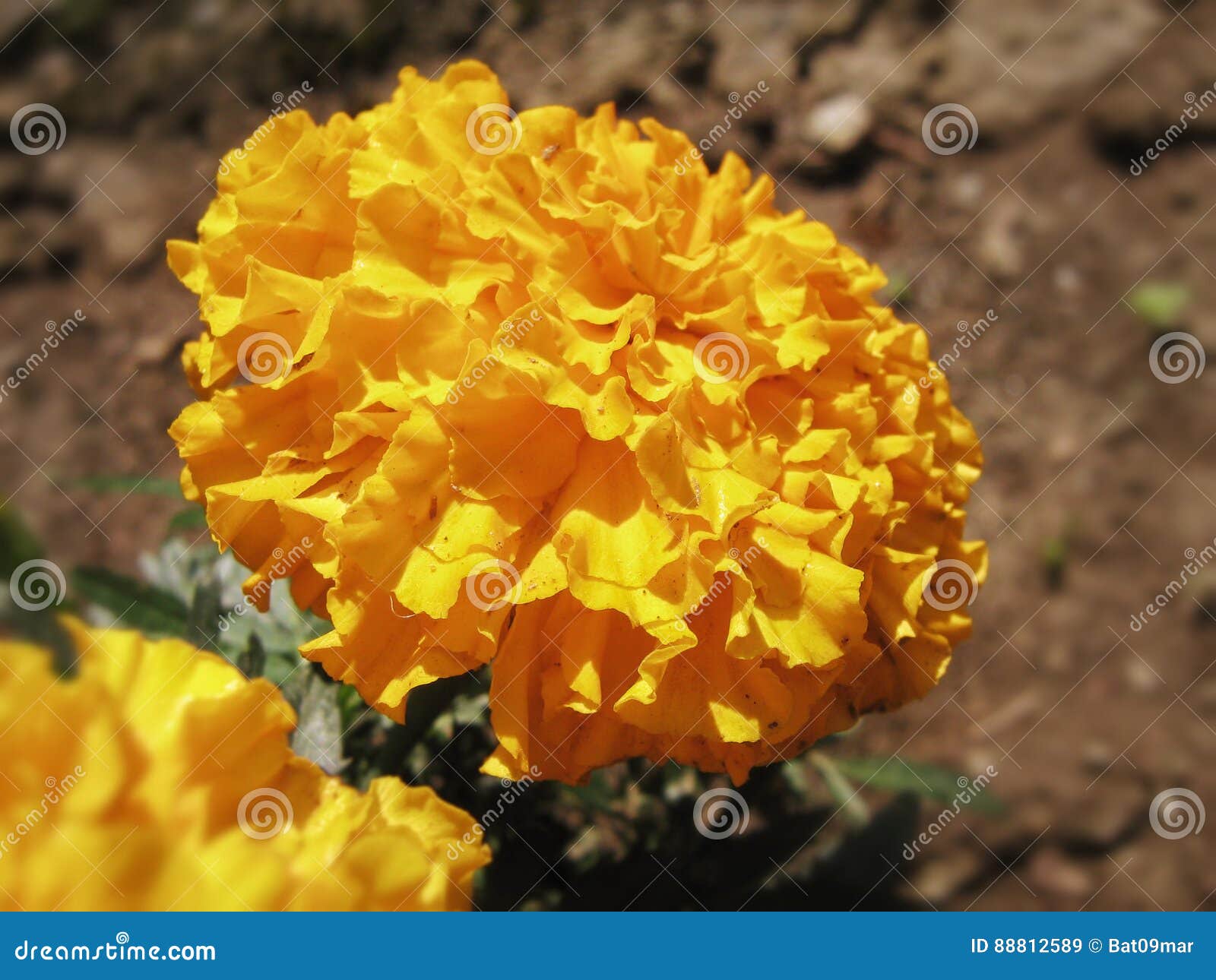 African Marigold Tagetes Erecta Stock Image - Image of bright, bloom ...
