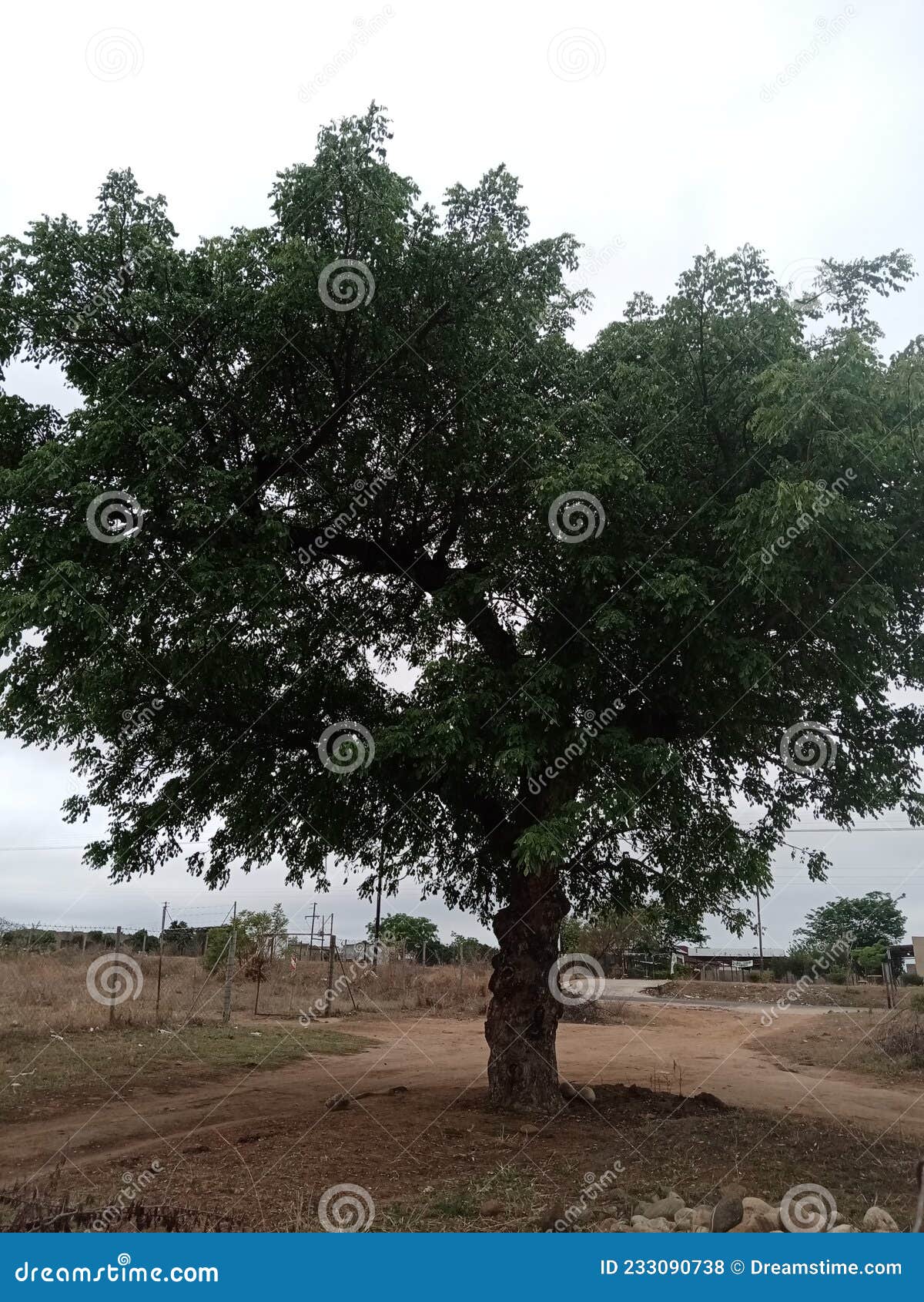 African marula tree stock photo. Image of fruit, produce - 233090738