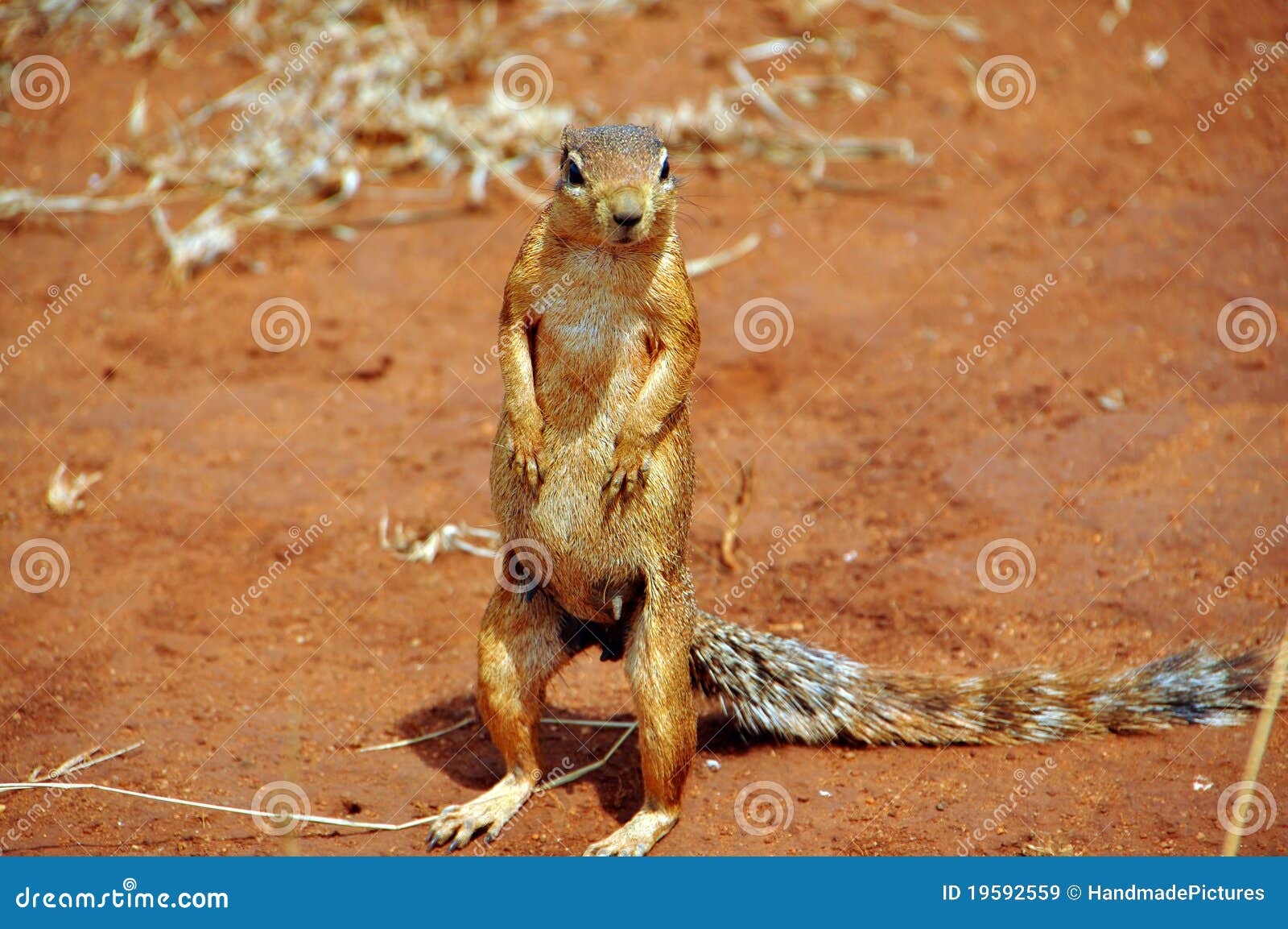 African meerkat stock image. Image of standing, savannah - 19592559