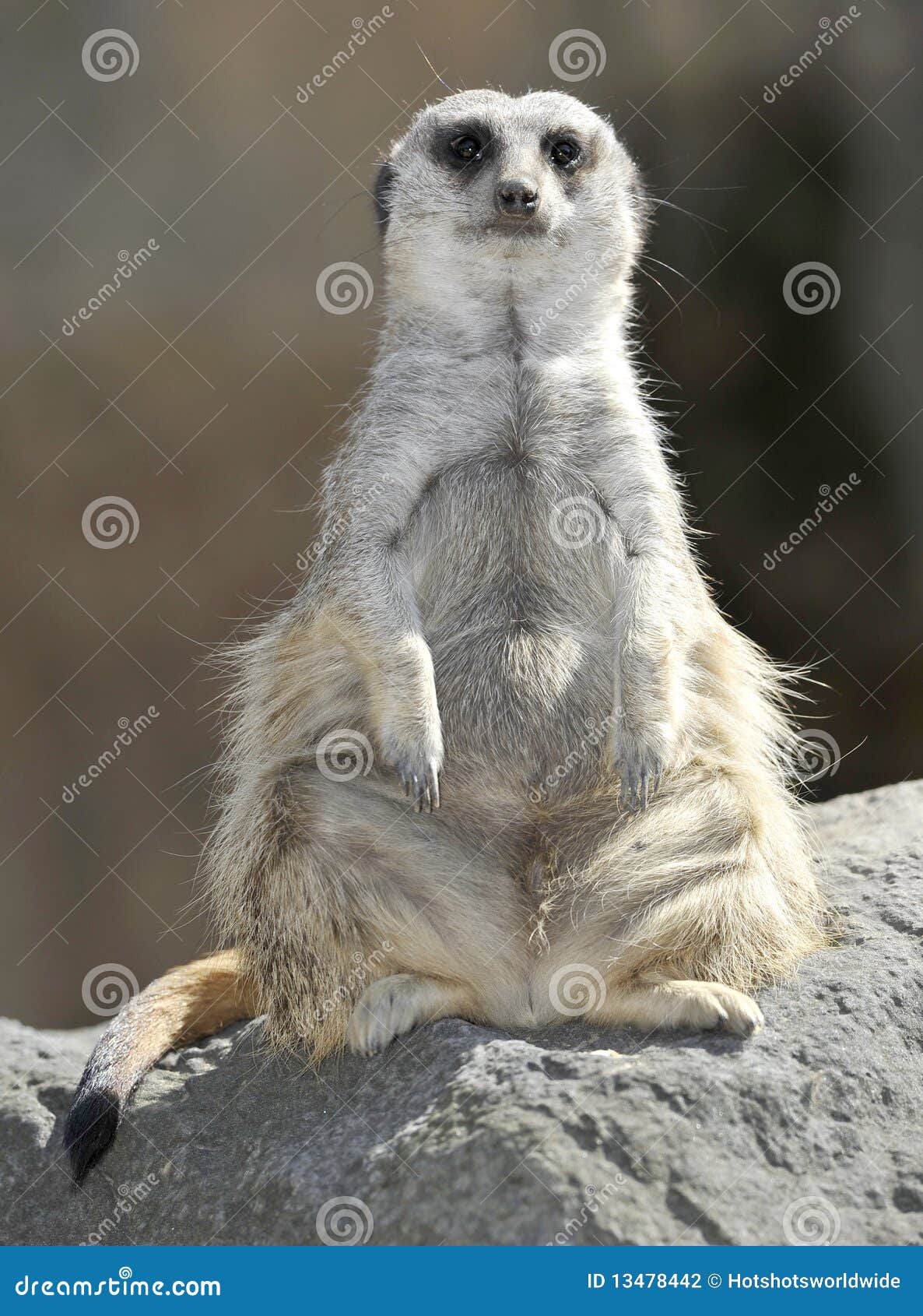 African Meerkat on Rock Prairie Rat Squirrel Stock Photo - Image of ...