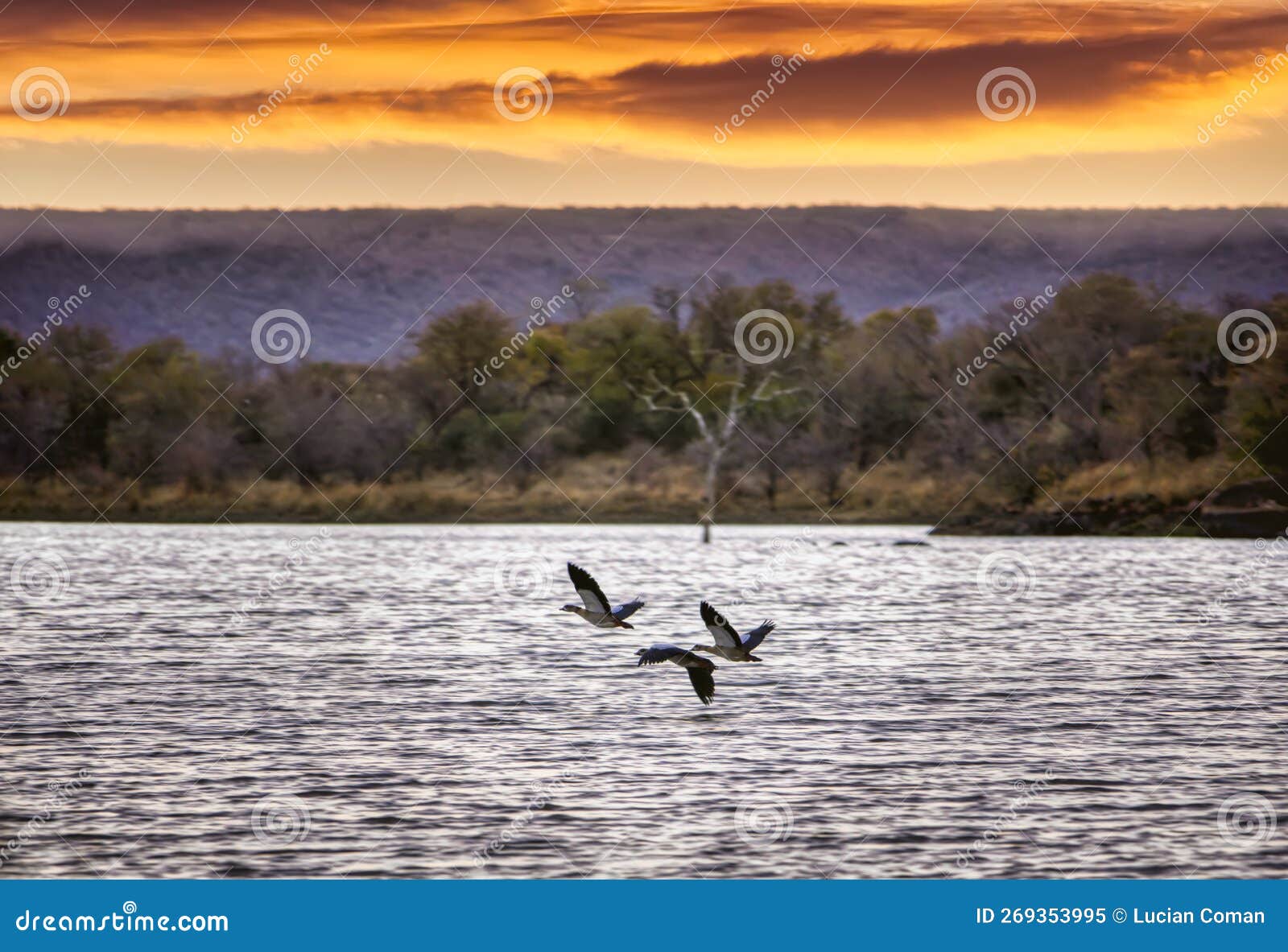 African Migration Flock of Goose Flying Over a Lake Stock Image - Image ...