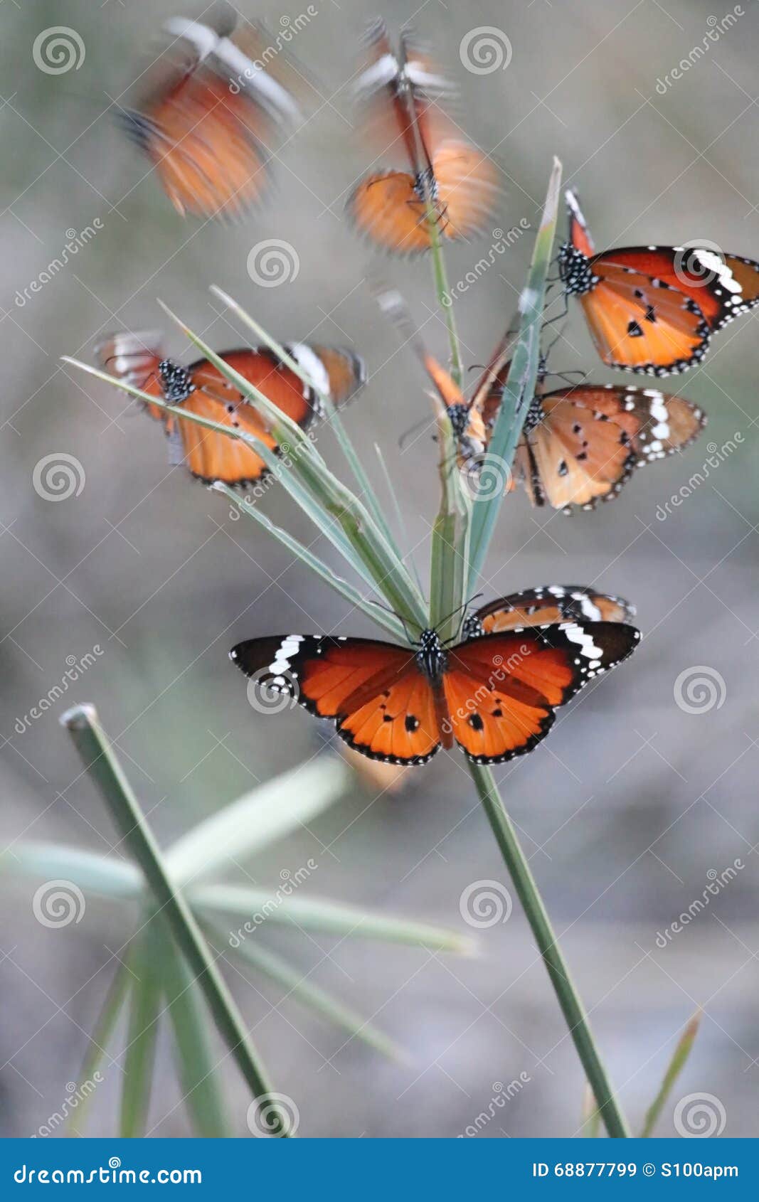 African Monach Butterfly stock image. Image of butterfly - 68877799