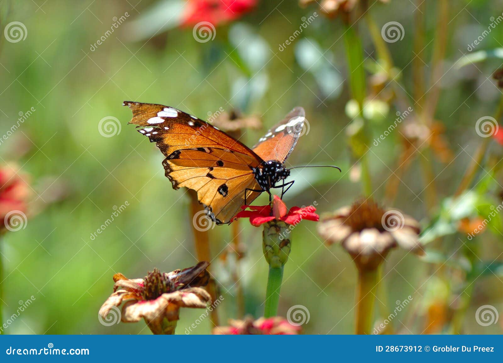 African Monarch Butterfly Royalty-Free Stock Photo | CartoonDealer.com ...