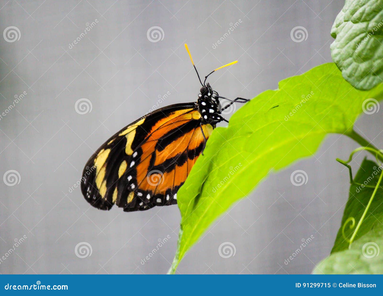 African Monarch Butterfly on a Leaf-Stock Photos Stock Image - Image of ...