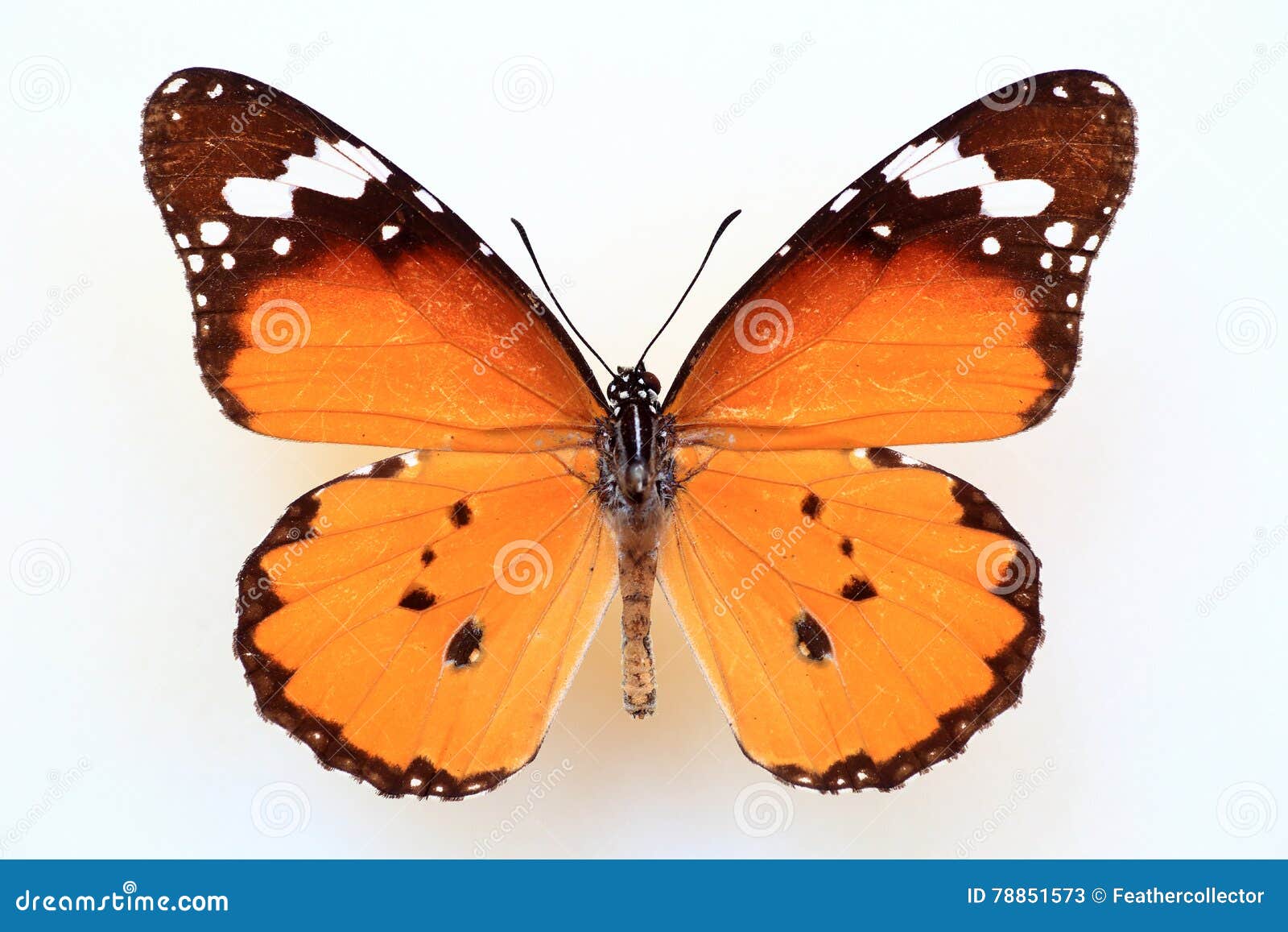 African Monarch or Plain Tiger Stock Image - Image of background, plain ...