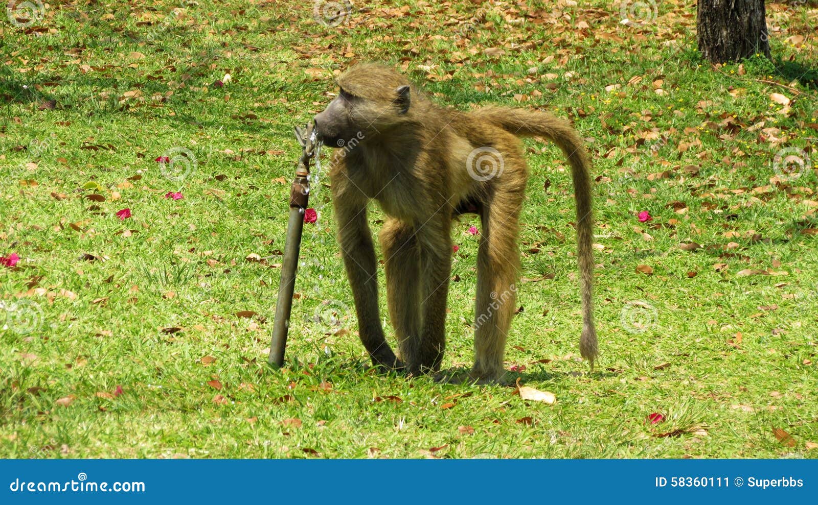 African monkey - Baboo stock image. Image of grass, furry - 58360111