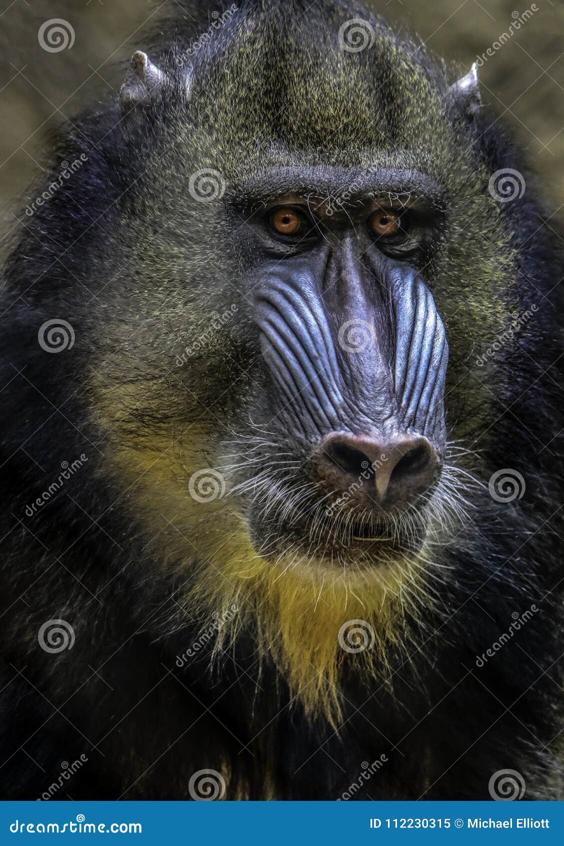 Mandrill stock image. Image of guinea, habitat, male - 112230315