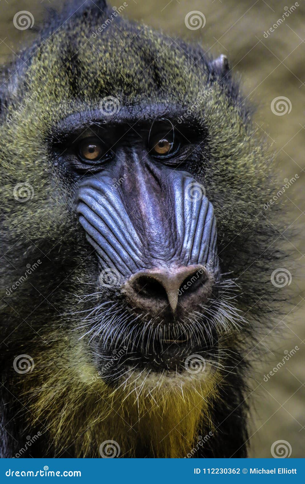 Mandrill stock photo. Image of congo, mandrill, detail - 112230362