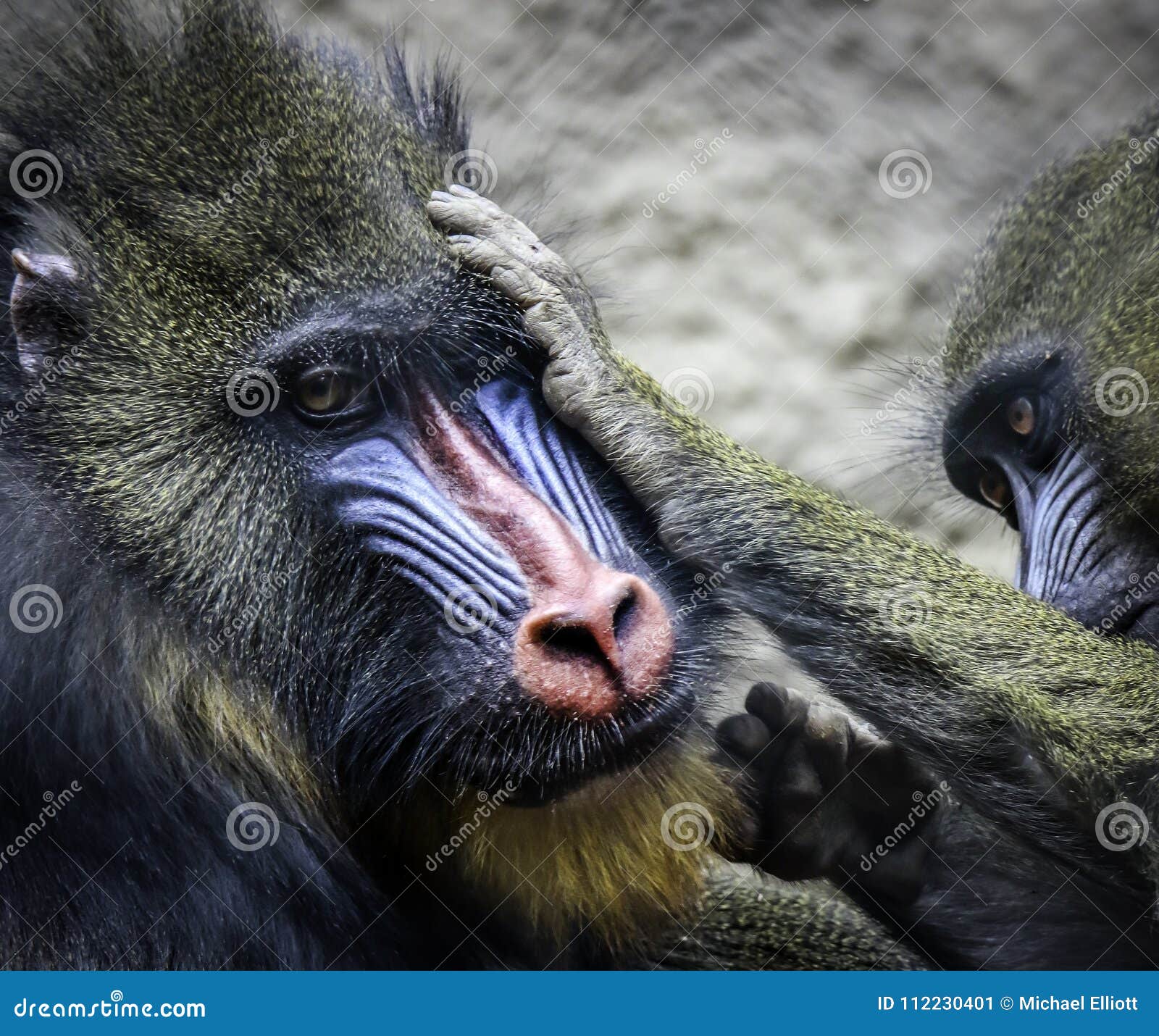 Mandrill stock image. Image of mandrill, colorful, dark - 112230401
