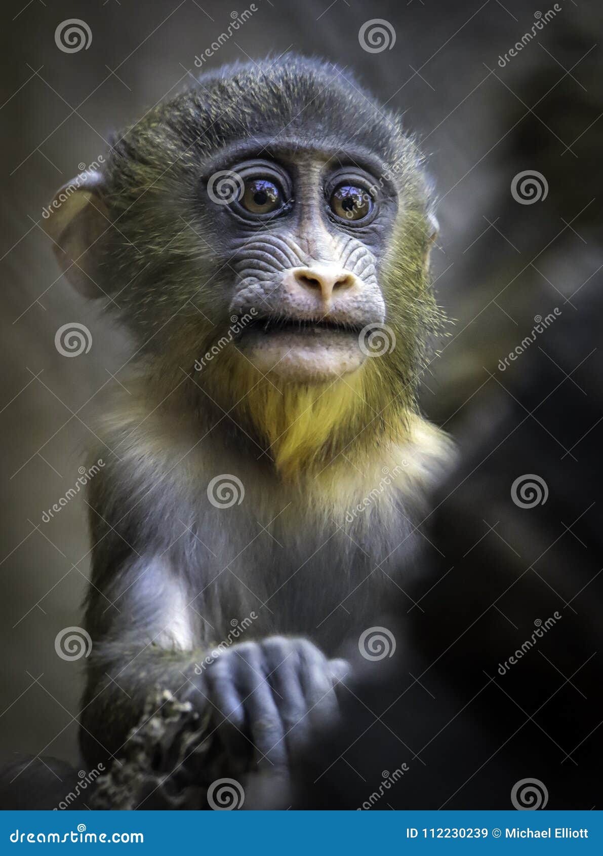 Mandrill baby stock image. Image of beard, largest, cheeks - 112230239