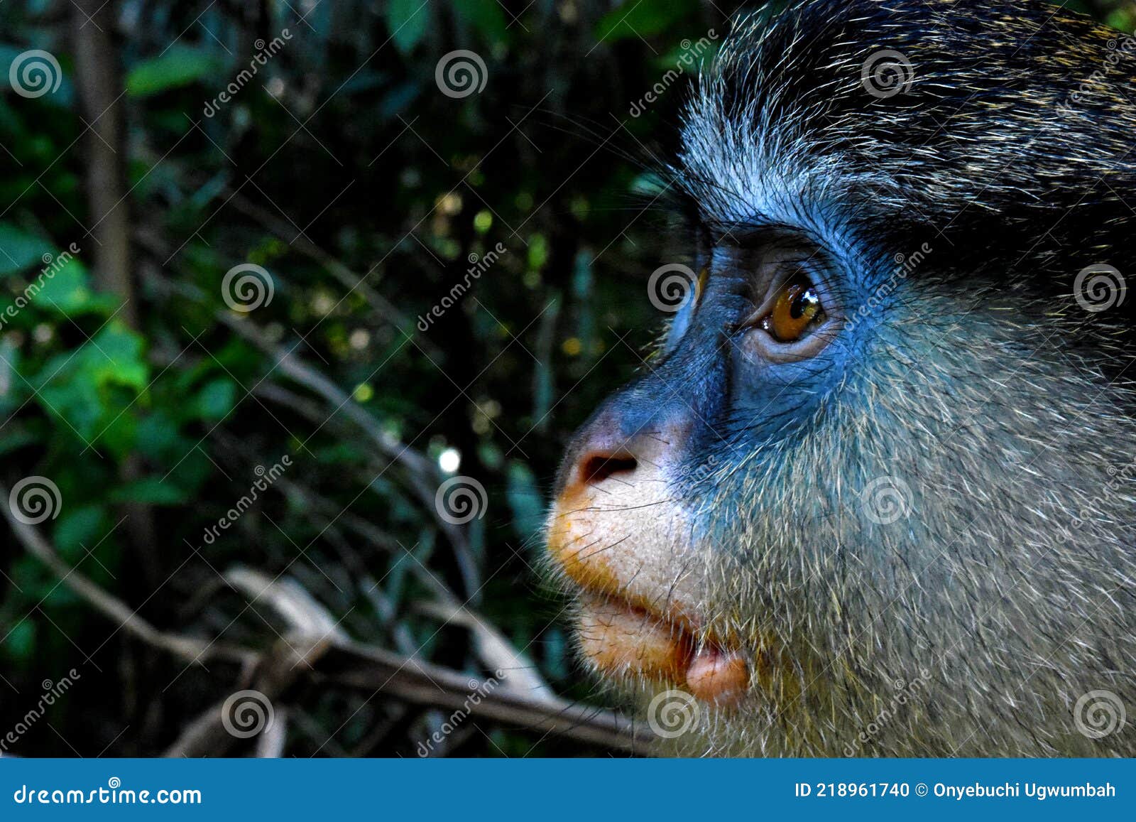 An African Monkey Plotting Its Next Moves Stock Photo - Image of beach ...