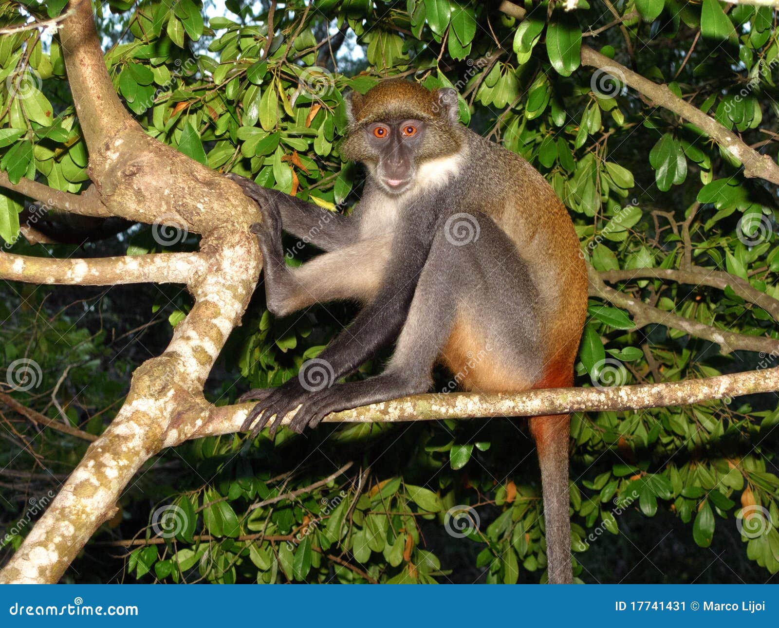 African monkey in a tree stock image. Image of furry - 17741431