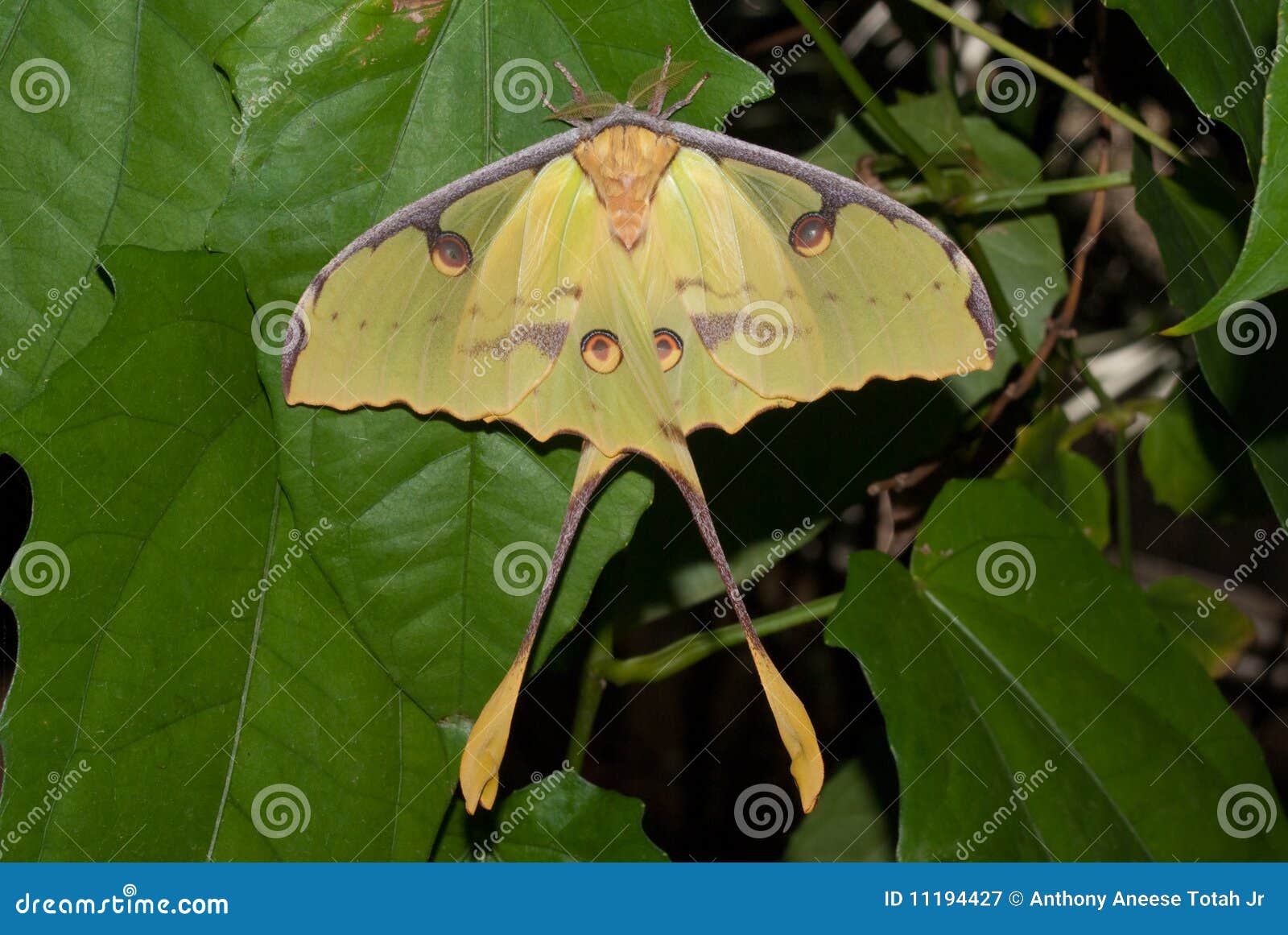 African Moon Moth (Argema Mimosae) Stock Image - Image of butterfly ...