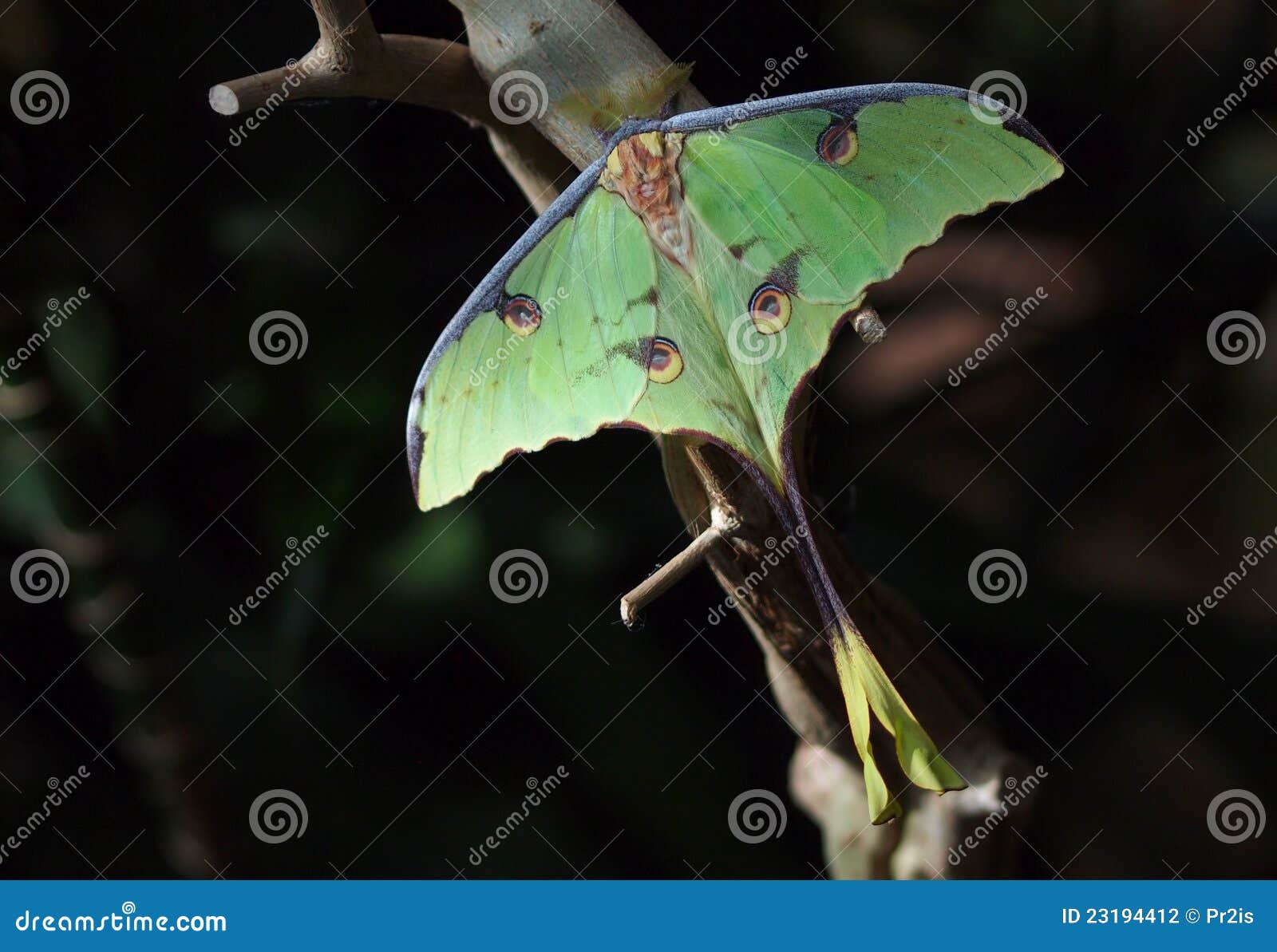 African Moon Moth (Argema Mimosae) Stock Photo - Image of lepidoptera ...