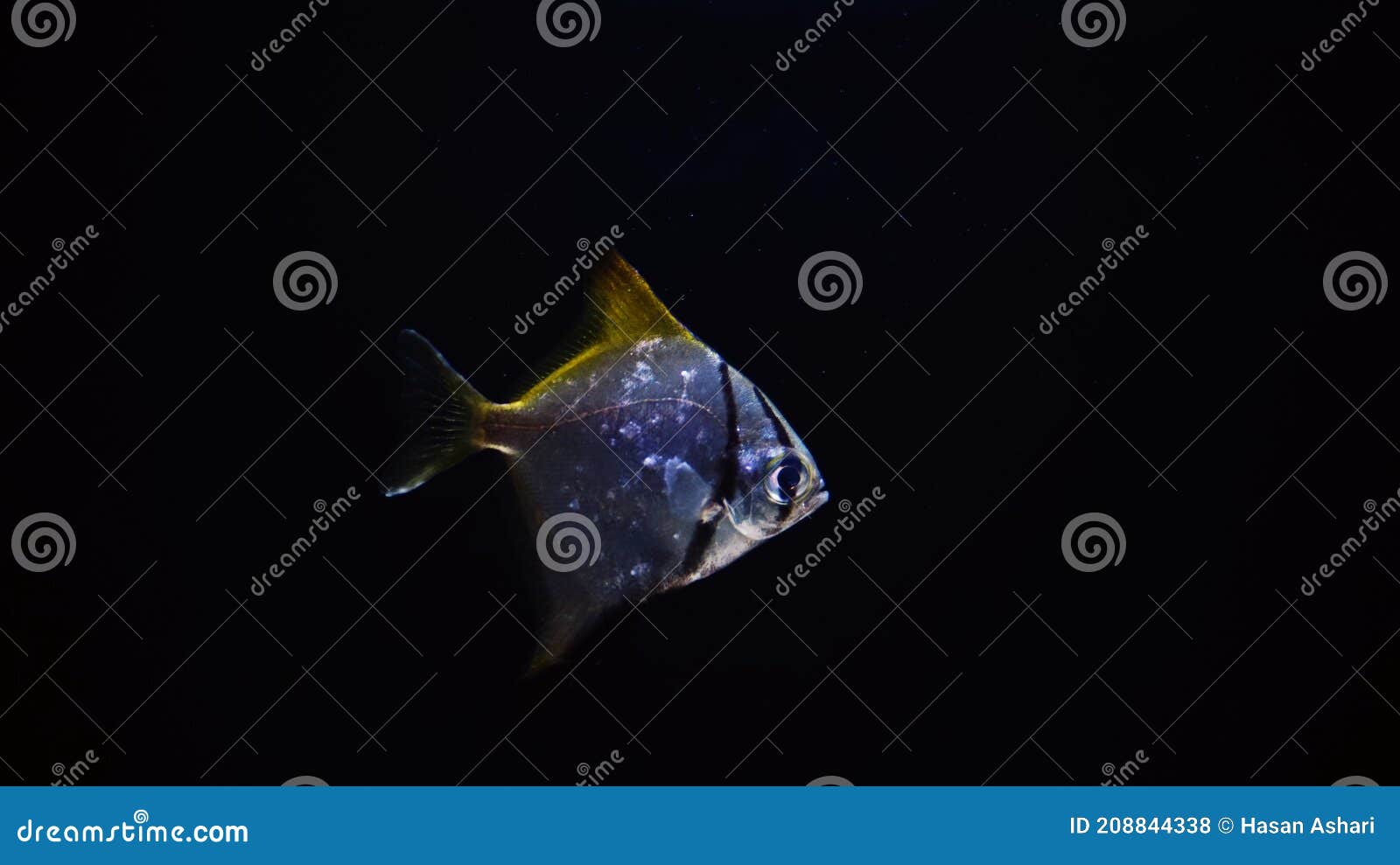 African Moony Fish on Black Background Stock Photo - Image of ...