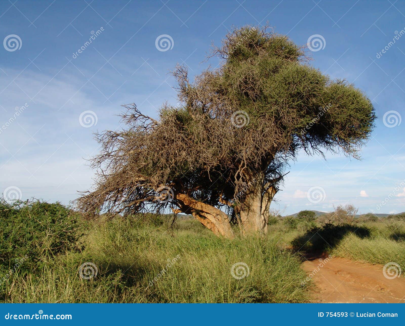 African Mopipi tree stock image. Image of picturesque, outside - 754593