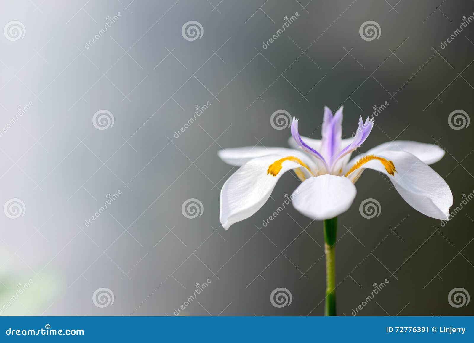 African or morea iris, stock image. Image of fairy, petal - 72776391