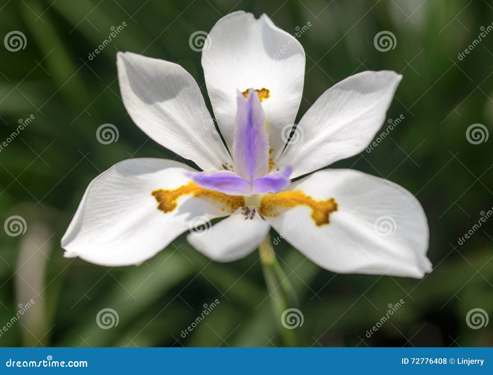 African or morea iris, stock photo. Image of petal, fantasy - 72776408