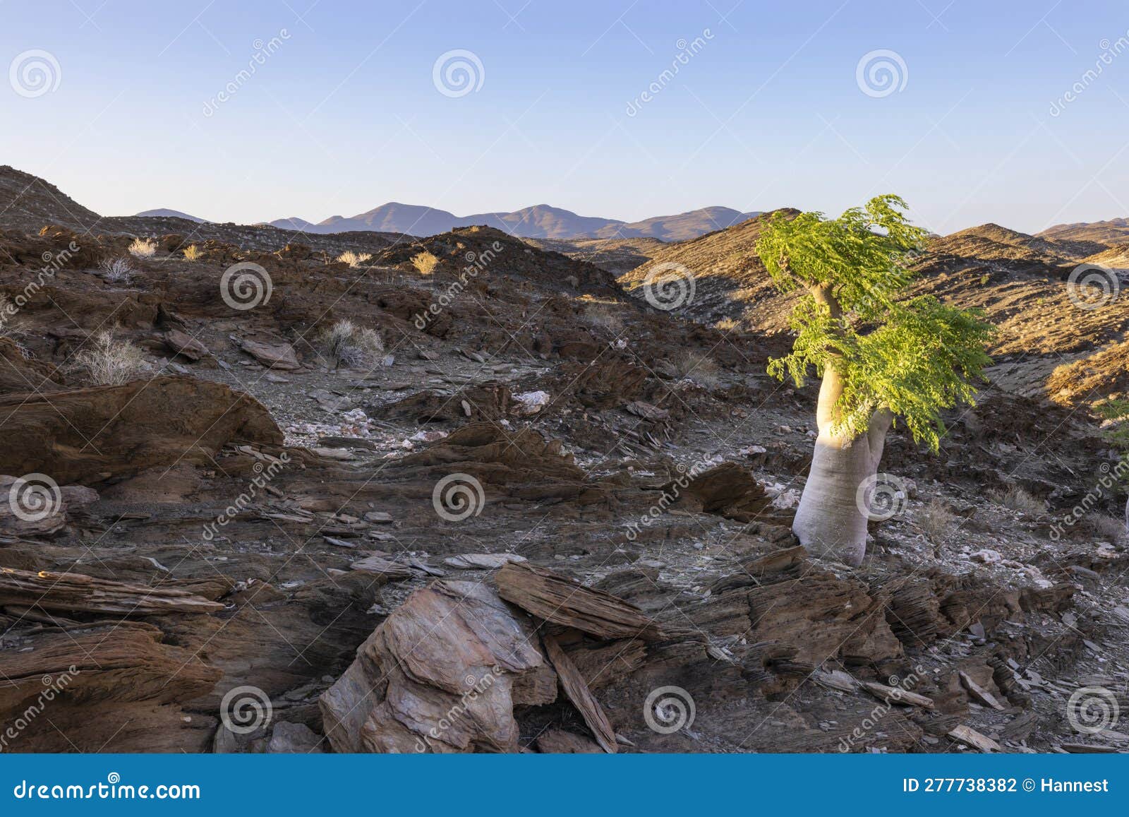 African Moringa in the Kuiseb Canyon Stock Photo - Image of moringa ...